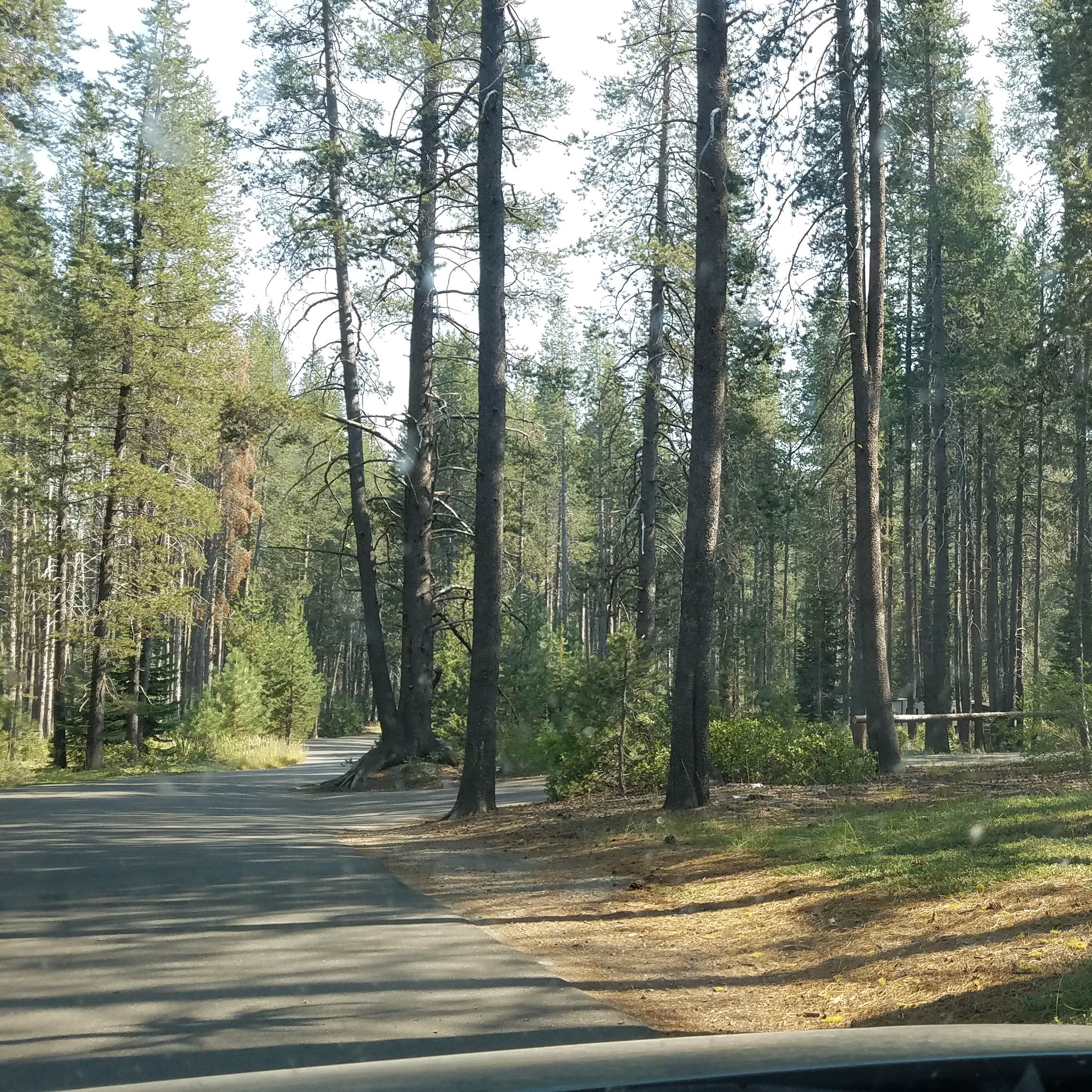 Donner Memorial state park Camping | The Dyrt