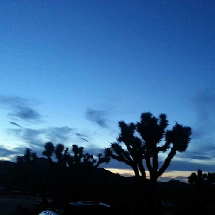 Joshua Tree South - BLM Dispersed Camping | The Dyrt