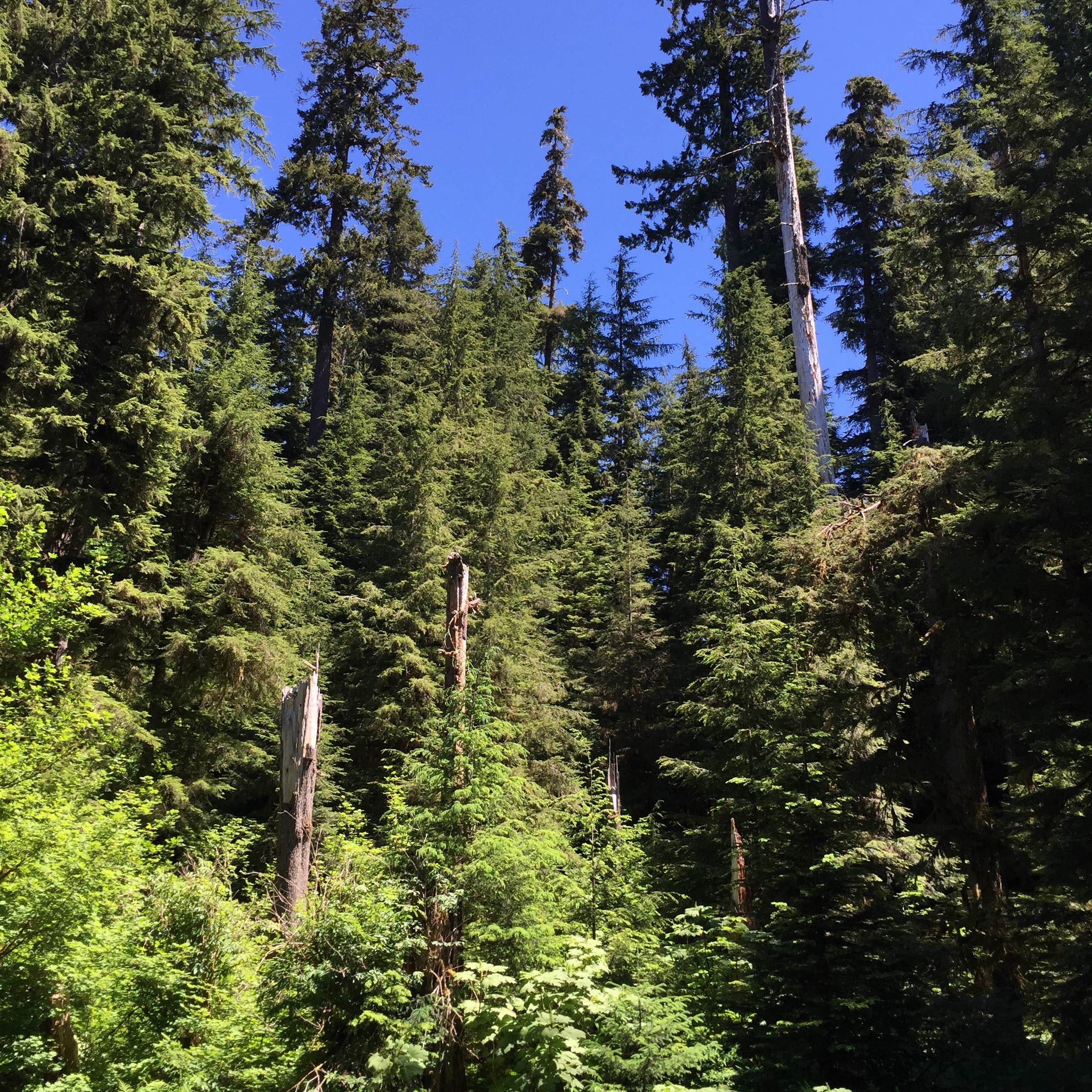 Sol Duc Hot Springs Resort Campground Camping | The Dyrt