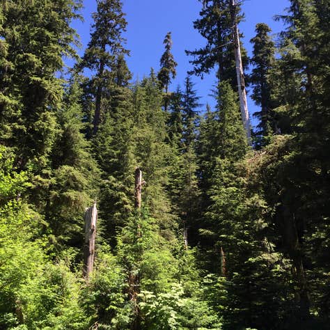 Sol Duc Hot Springs Resort Campground Camping | The Dyrt