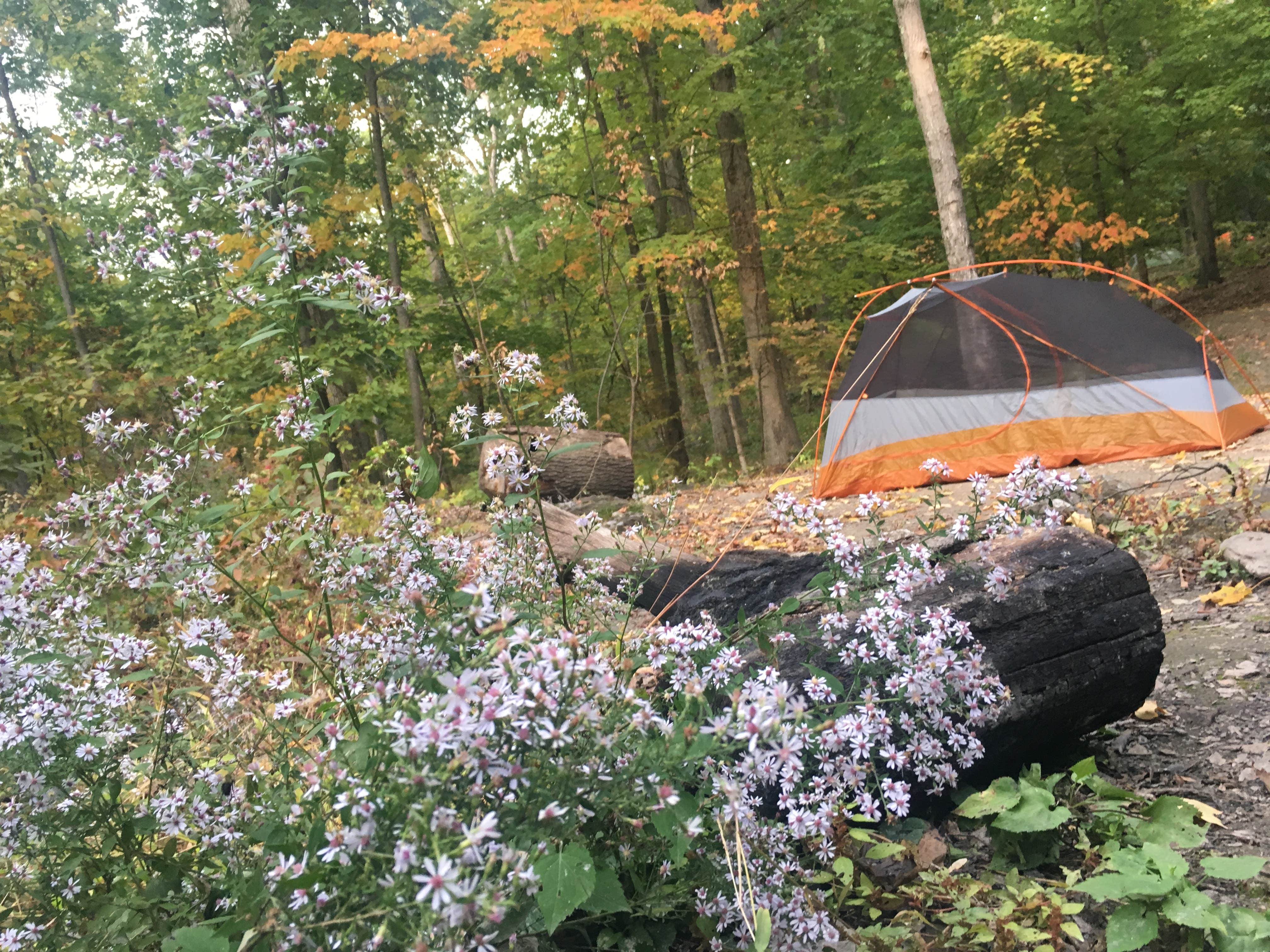 Mills Norrie State Park Campground | Staatsburg, NY