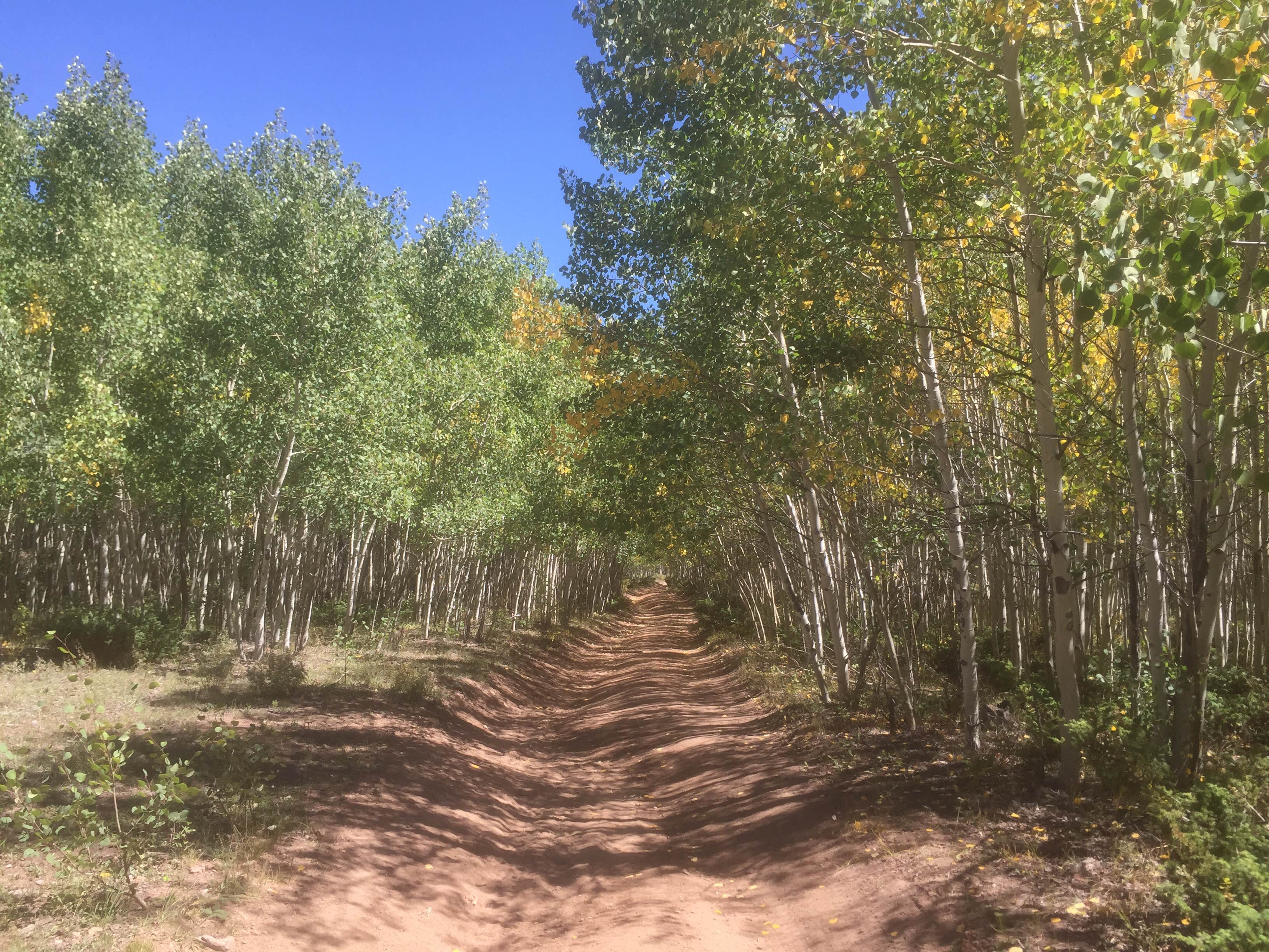 Marshall Pass Camping | Salida, CO