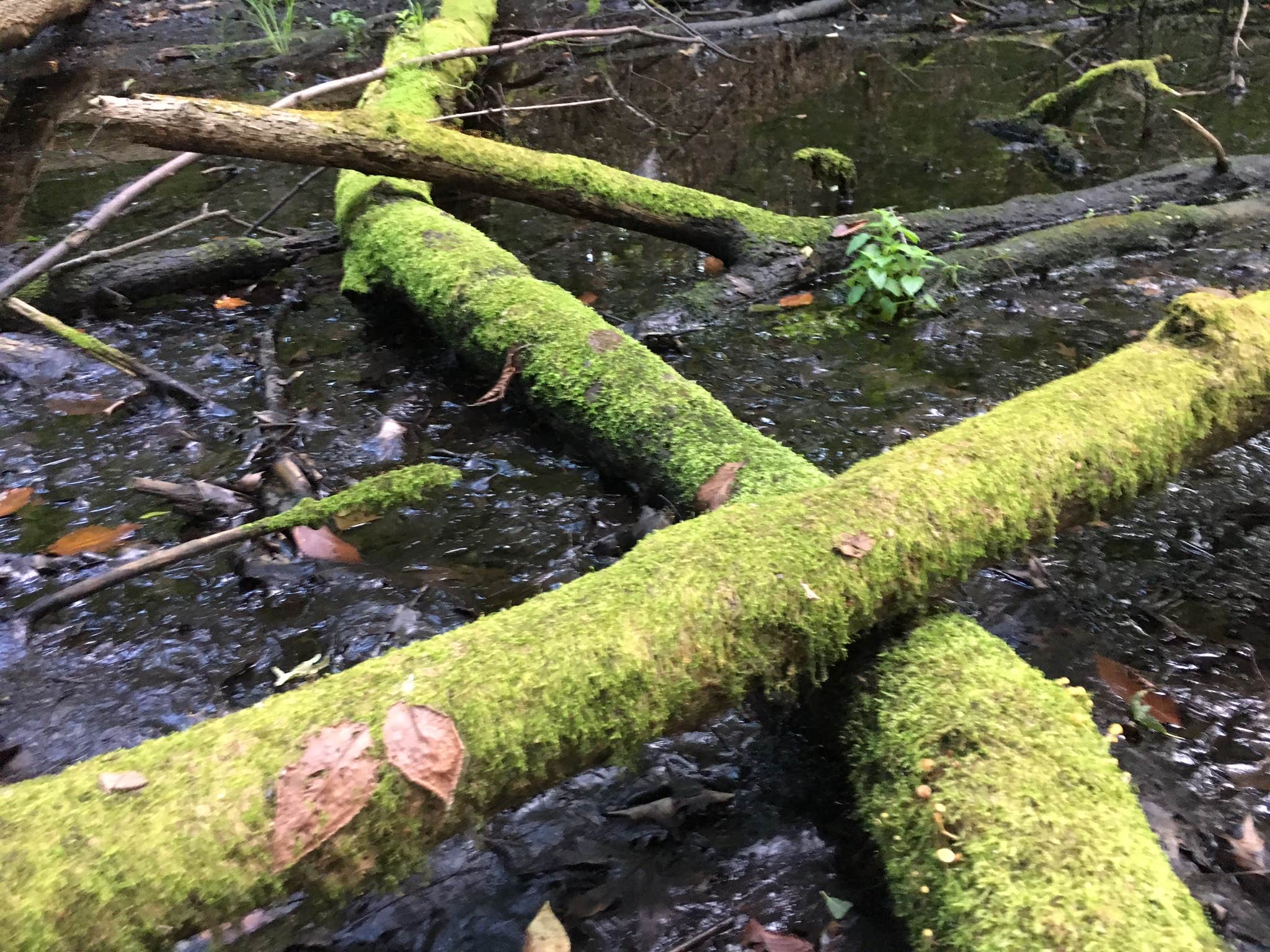 Metamora-Hadley Recreation Area Camping | Metamora, Michigan