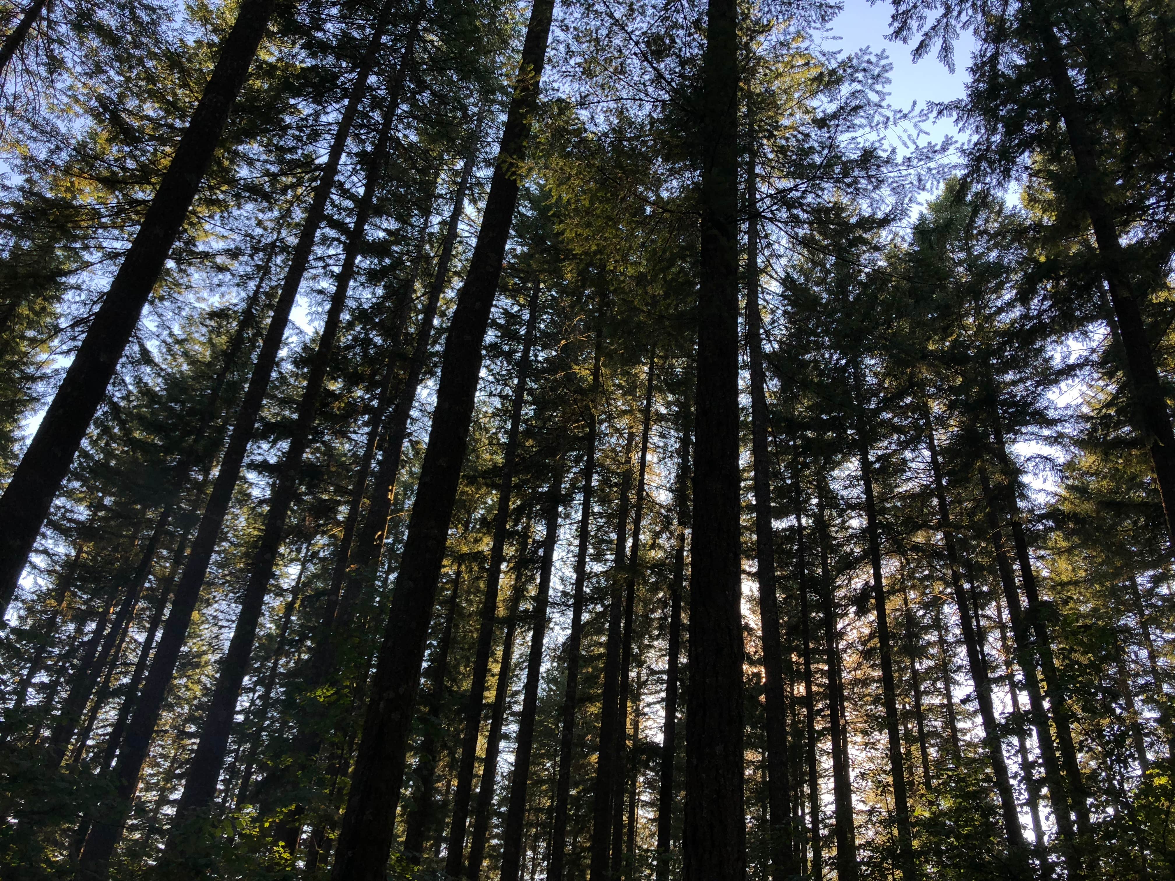 Beaver Bay Campground | Cougar, WA