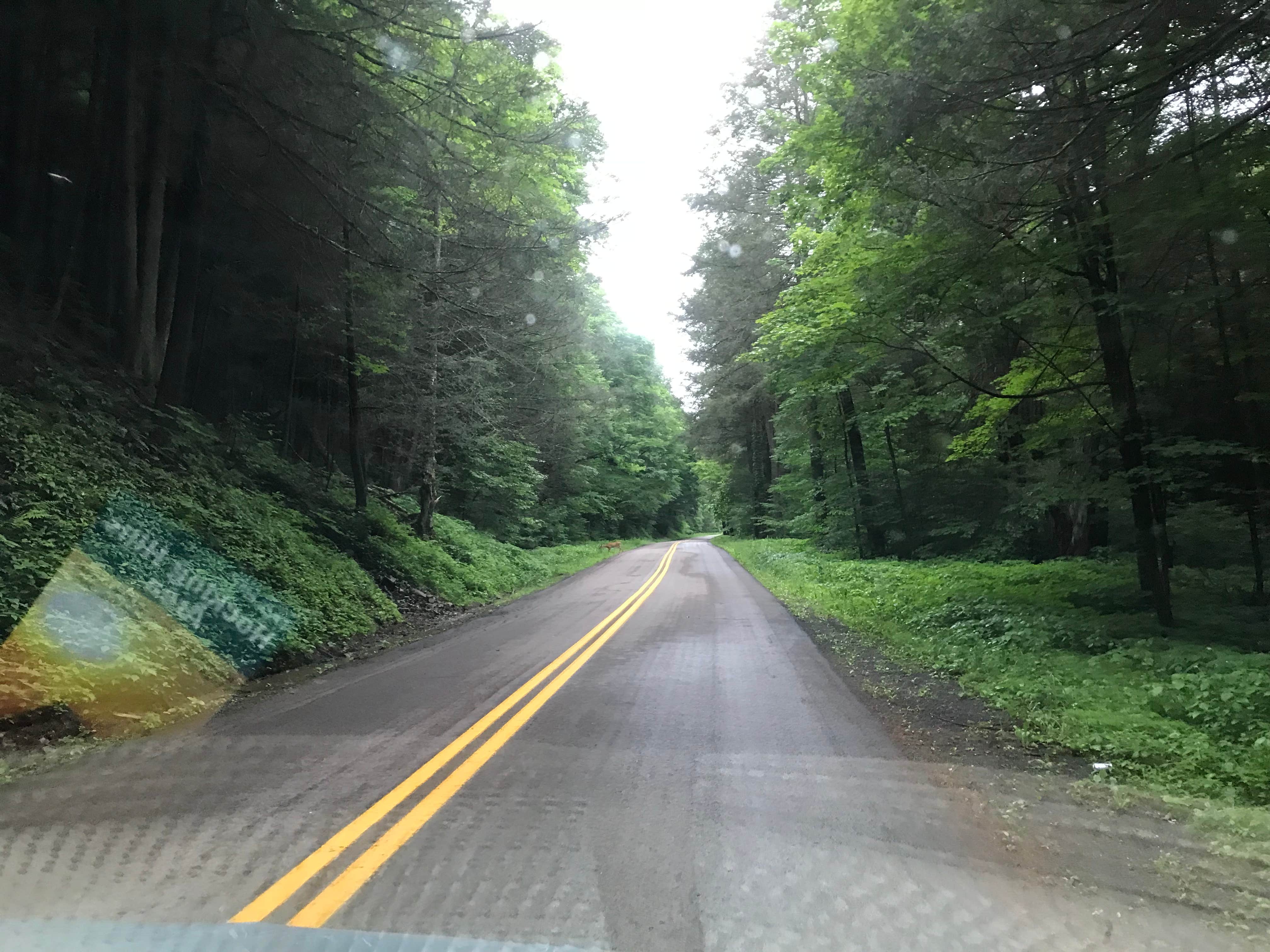 Savage River State Forest Camping | Grantsville, MD