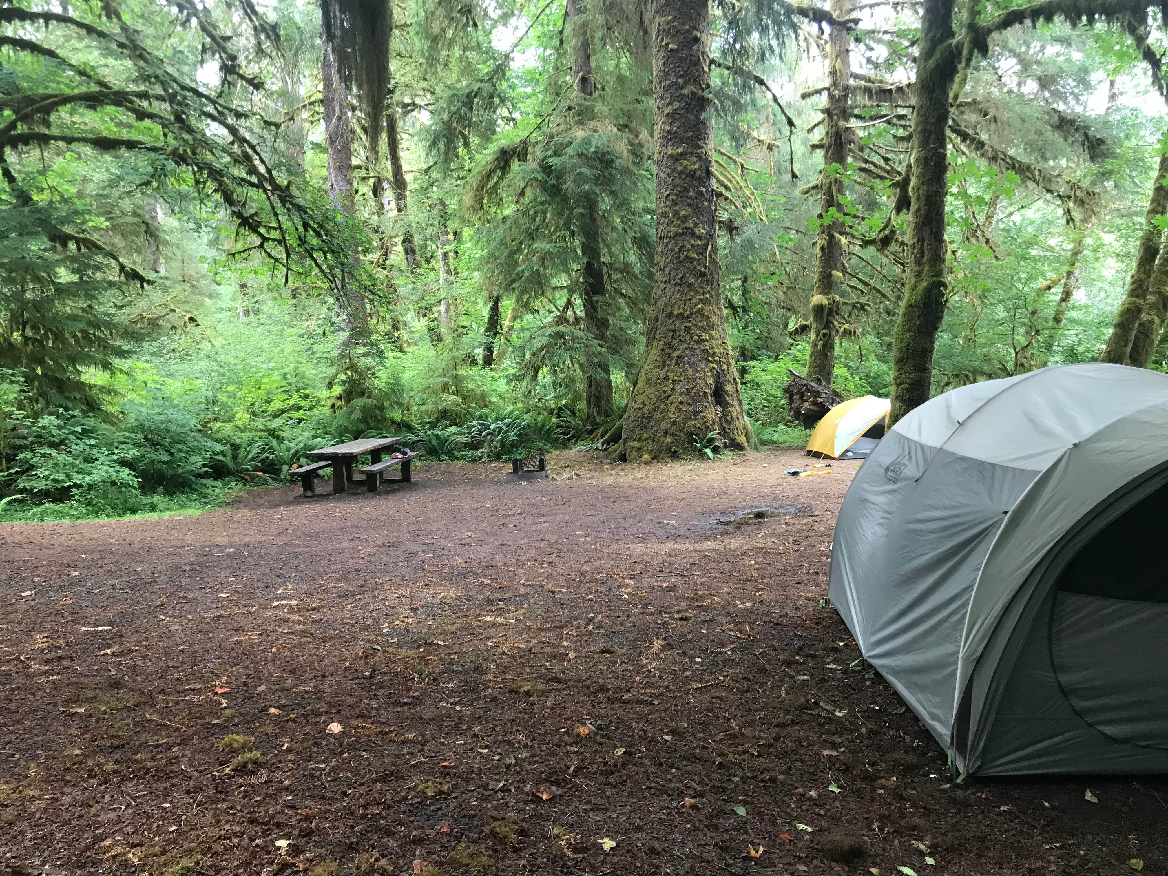 Queets Campground — Olympic National Park | Port angeles, WA