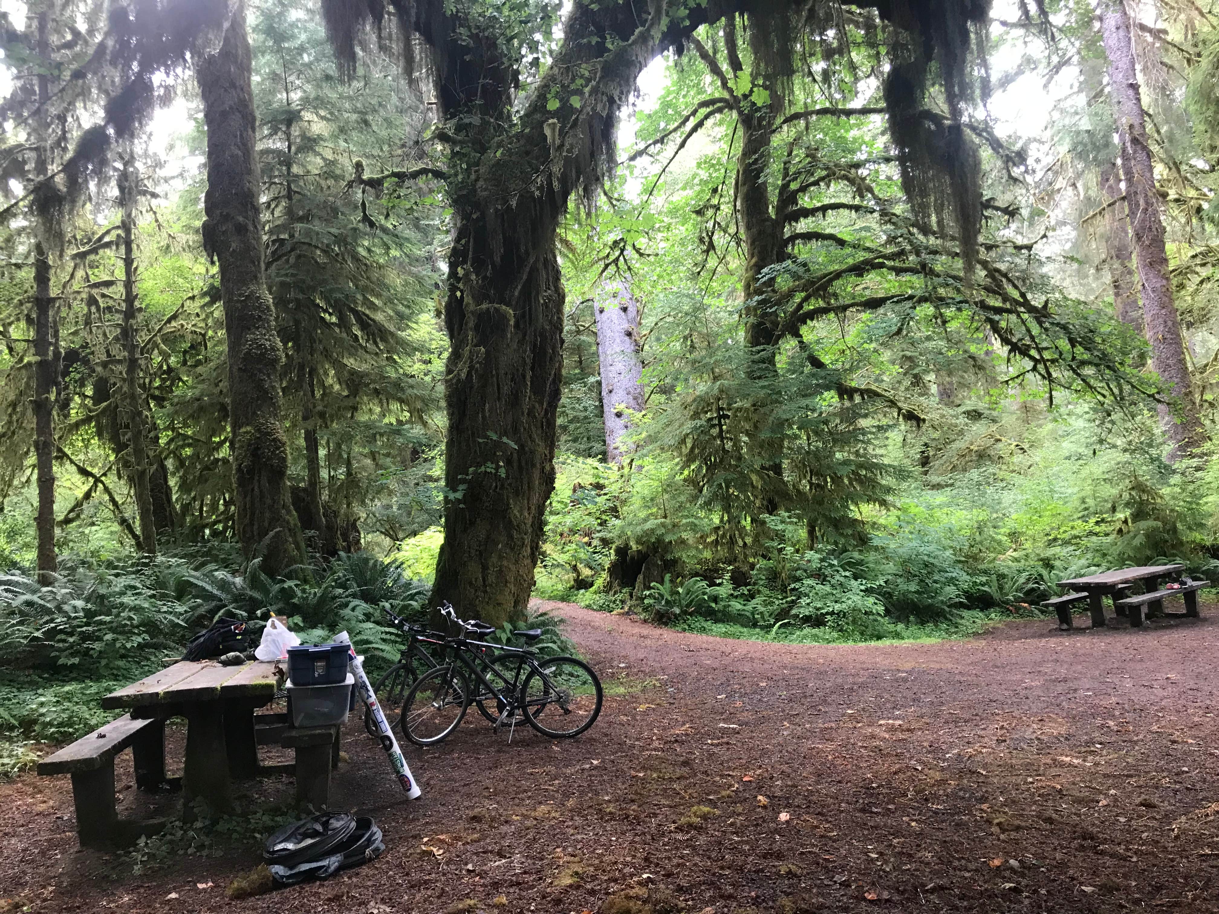 Queets Campground — Olympic National Park | Port angeles, WA