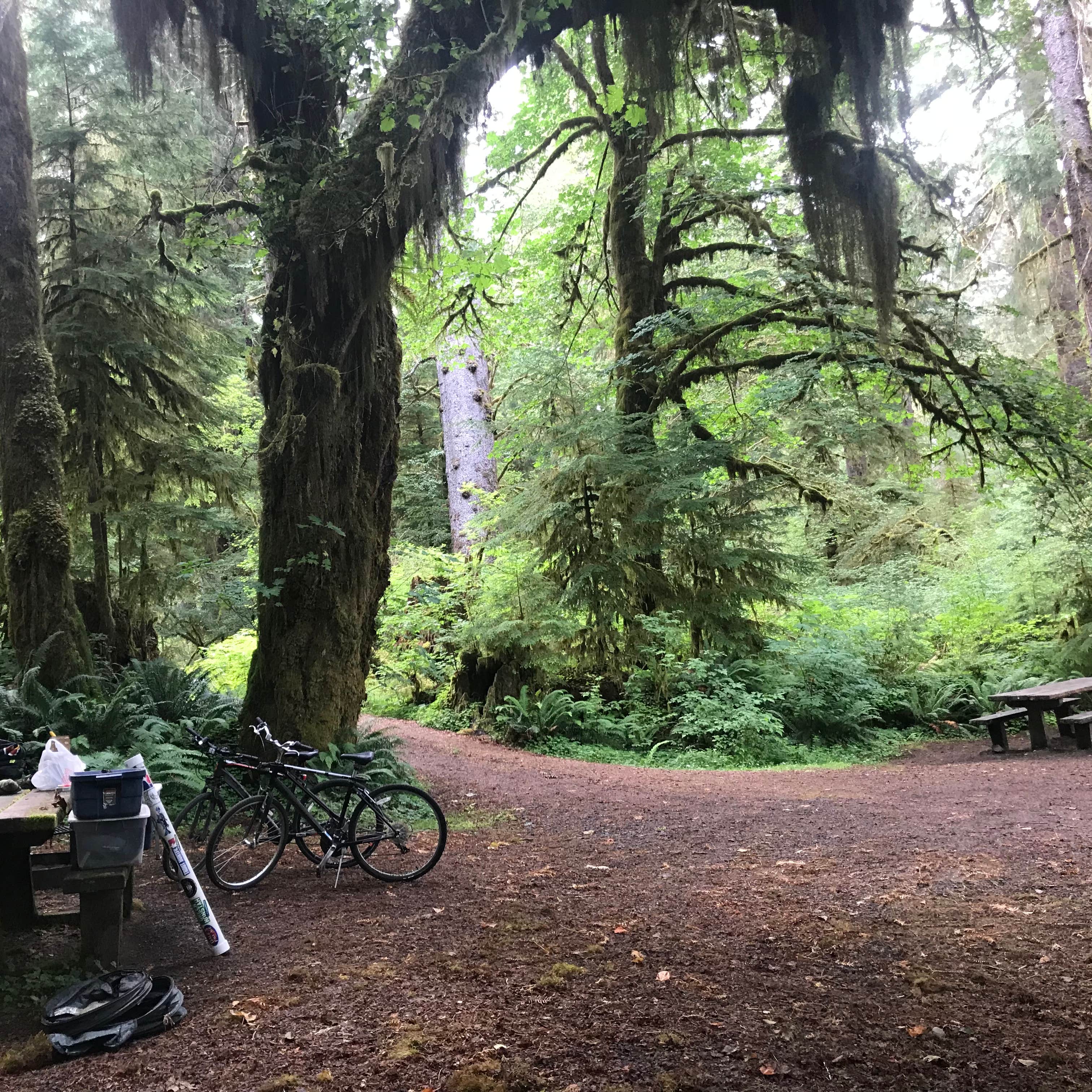 Queets Campground — Olympic National Park | Amanda Park, Washington