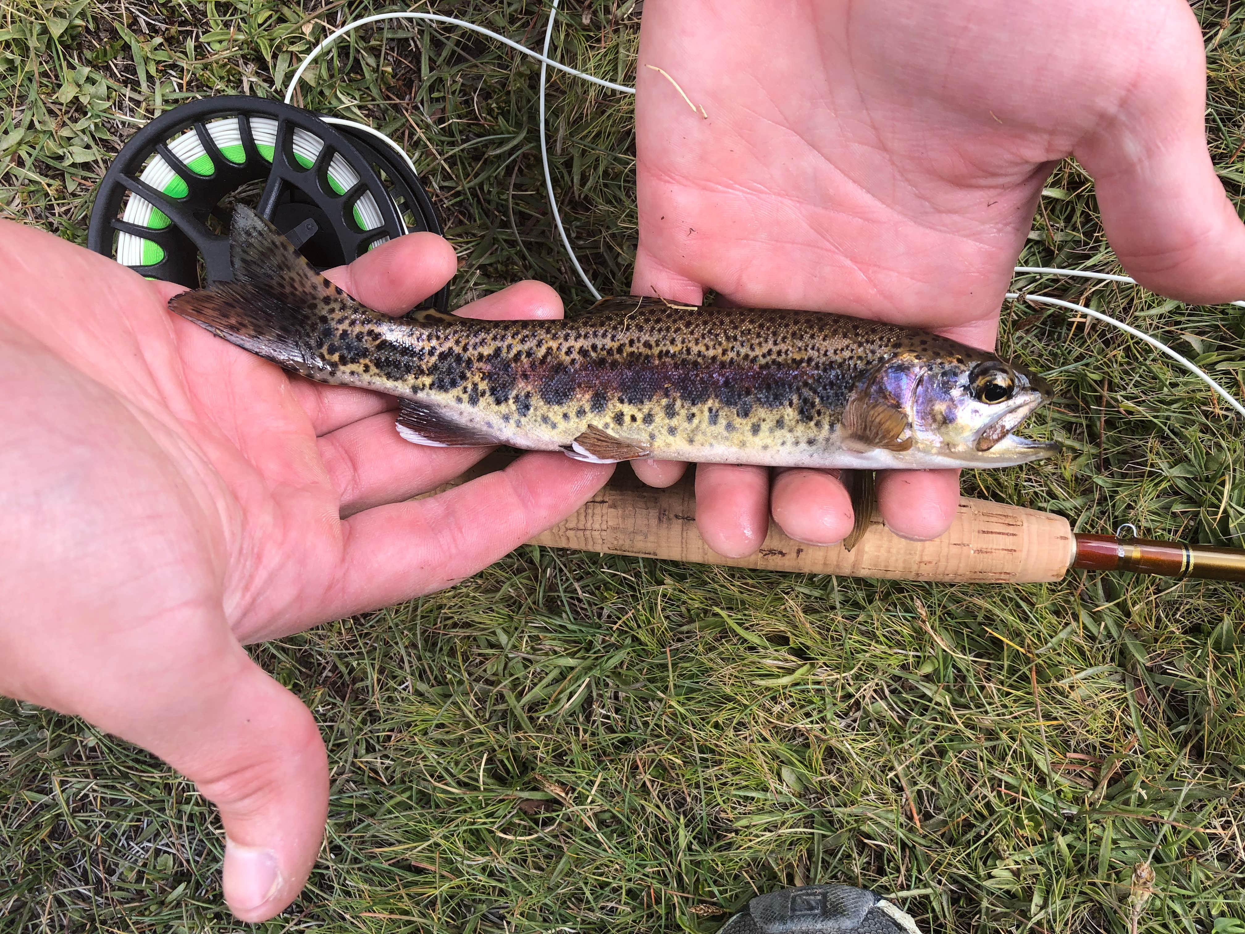 East Fork Campground – Inyo National Forest (CA) | Swall Meadows, CA