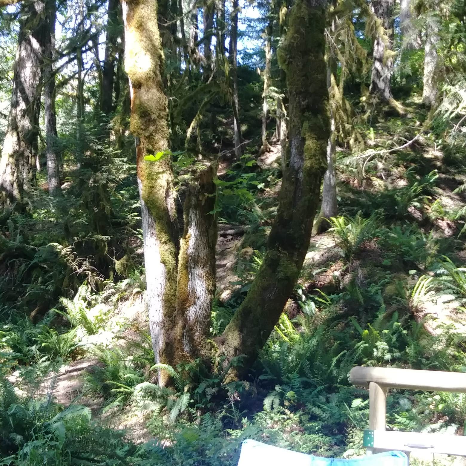 Willamette National Forest Roaring River Group Campground | Mckenzie ...
