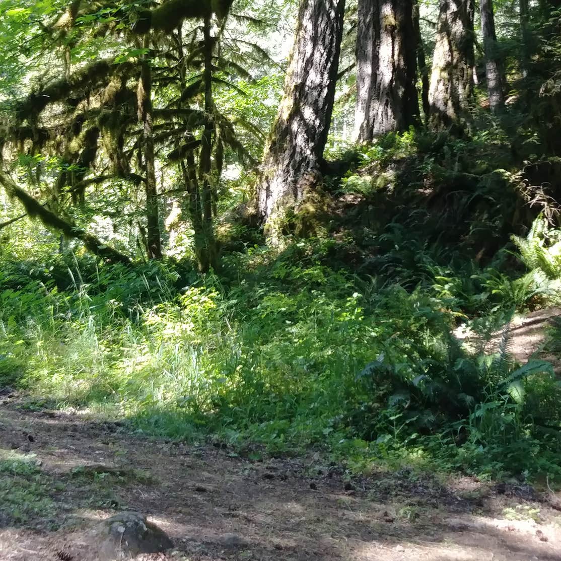 Willamette National Forest Roaring River Group Campground | Mckenzie ...