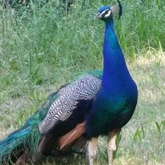 Lake Solano County Park Camping | Winters, California