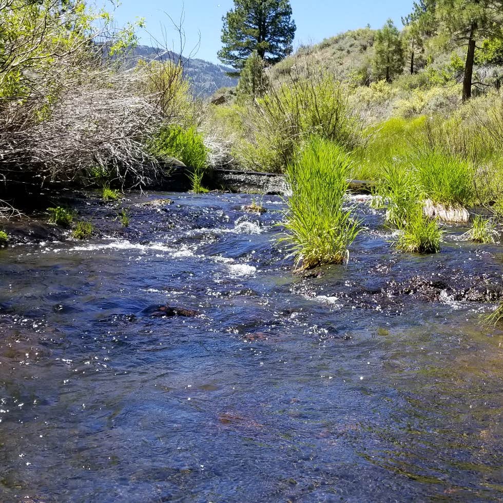 Dog Valley Camping | The Dyrt