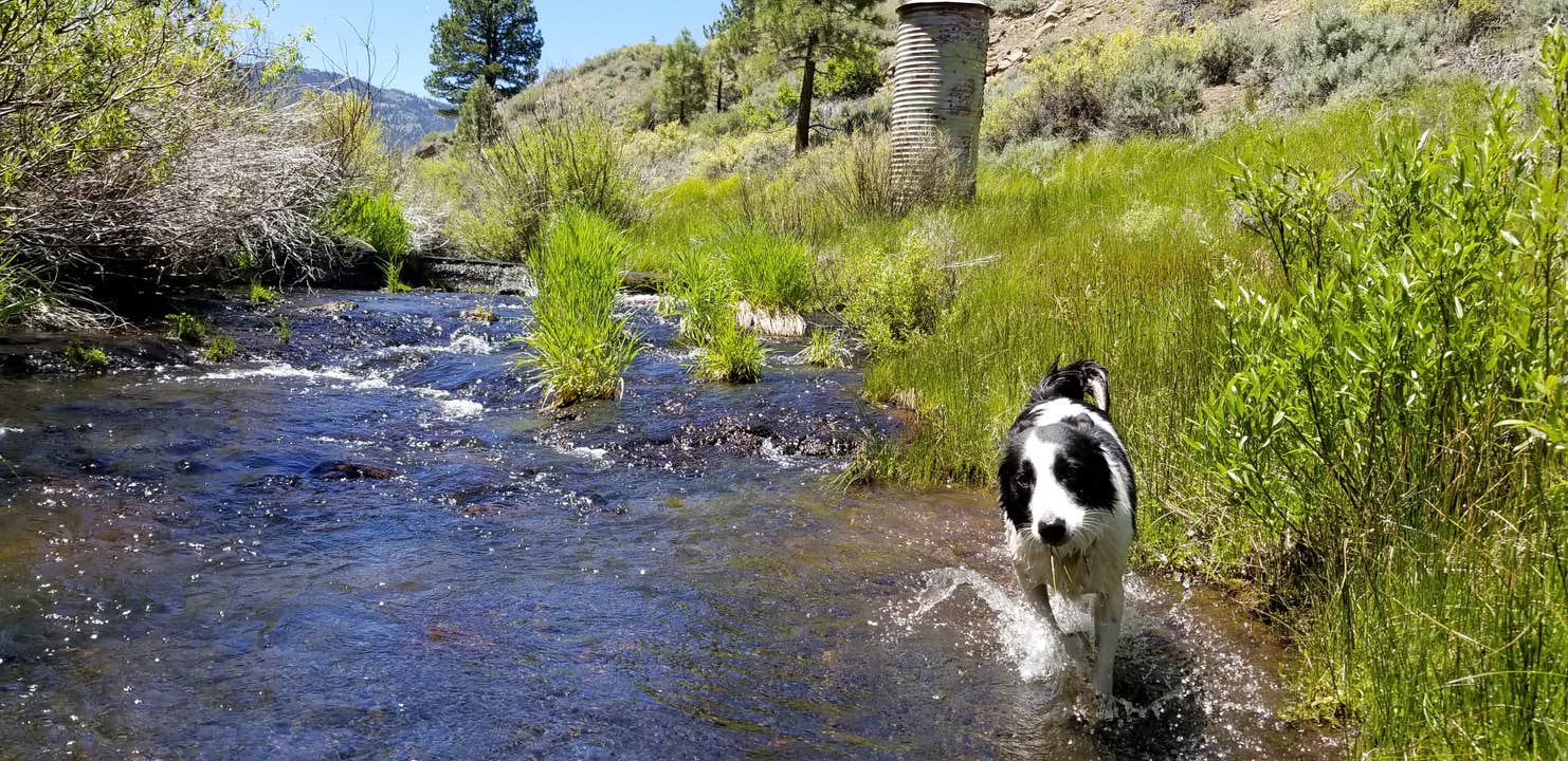 Dog Valley | The Dyrt