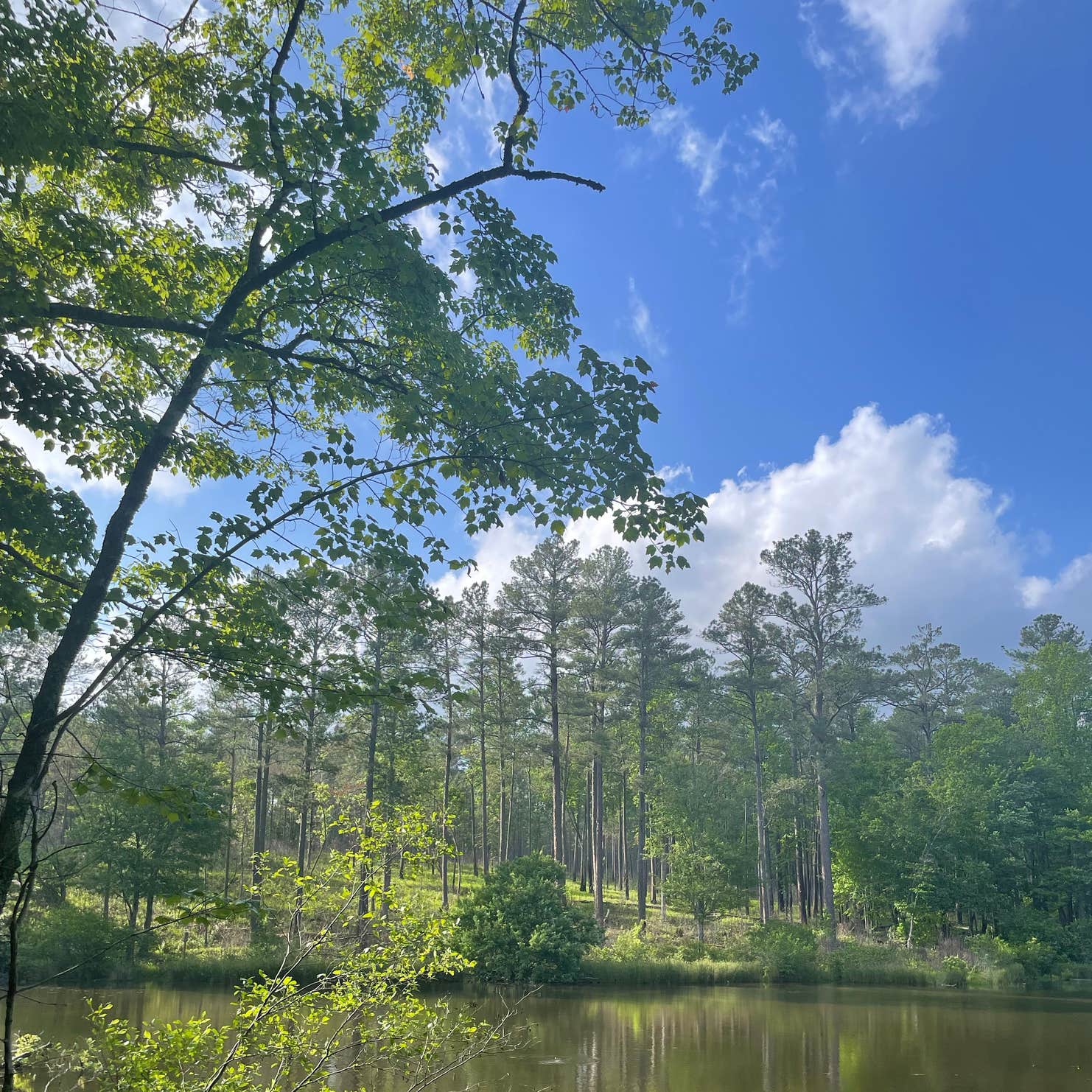 Coleman Lake Rec Area Camping | Fruithurst, Alabama