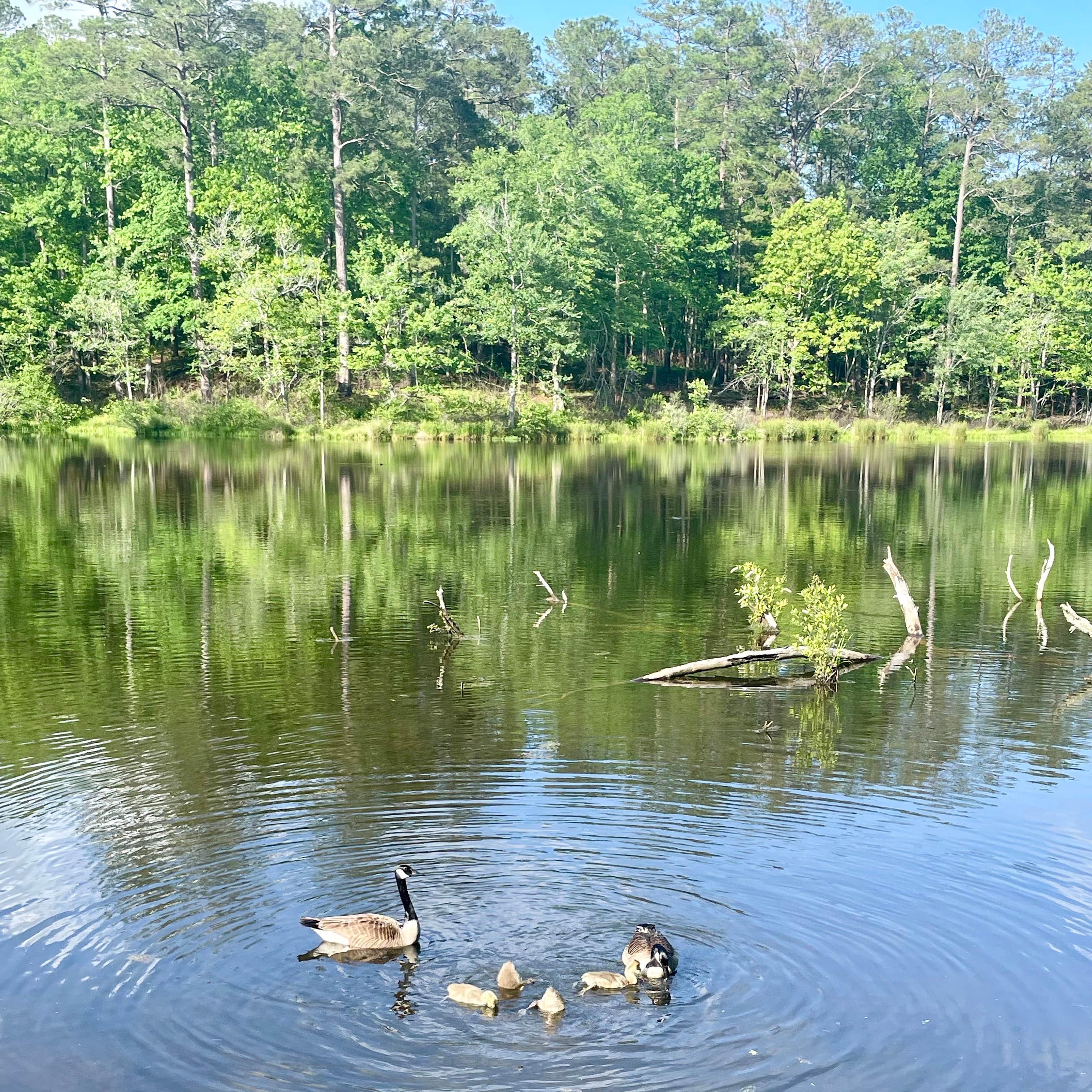 Coleman Lake Rec Area Camping | Fruithurst, Alabama