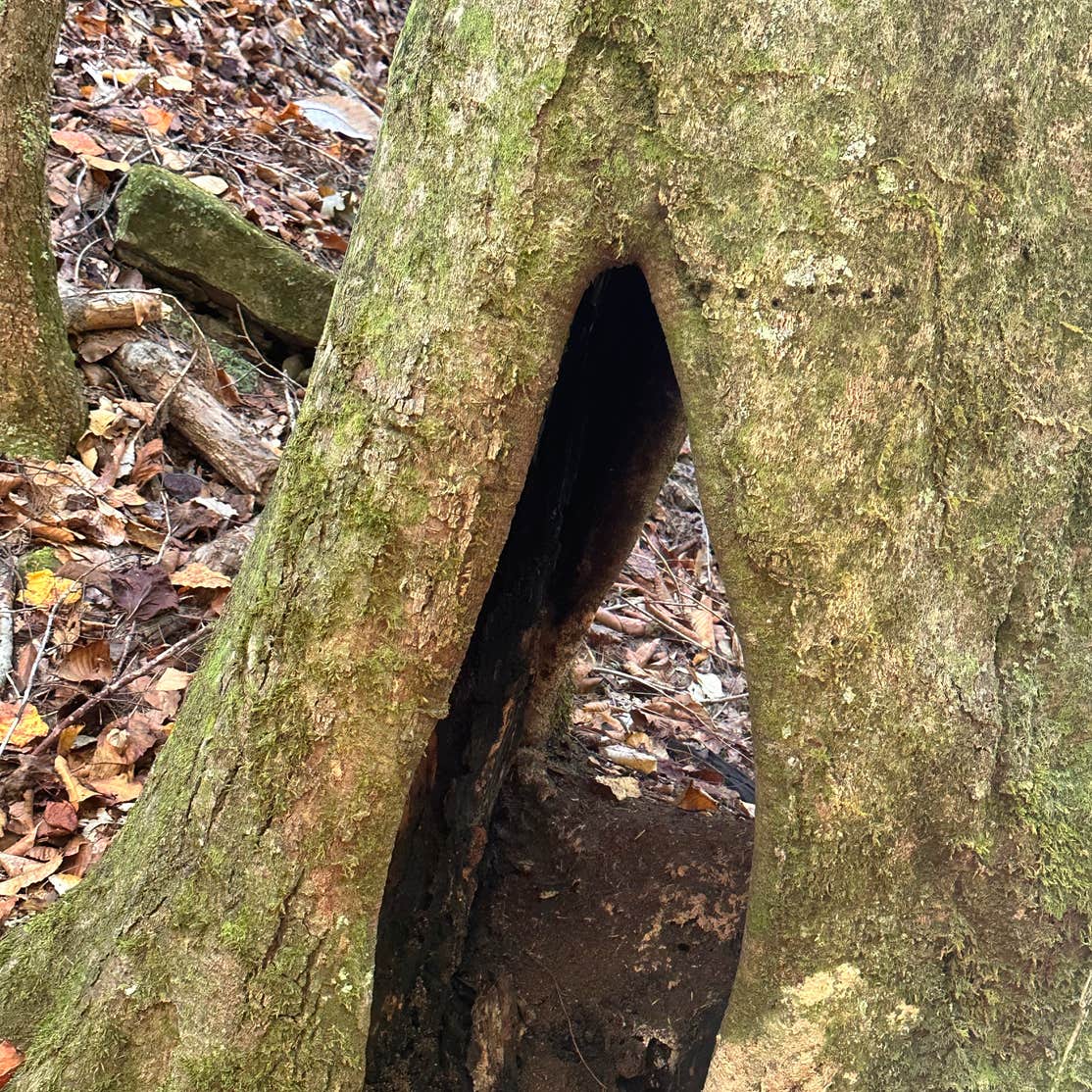 Corinth Recreation Area Camping | Double springs, AL