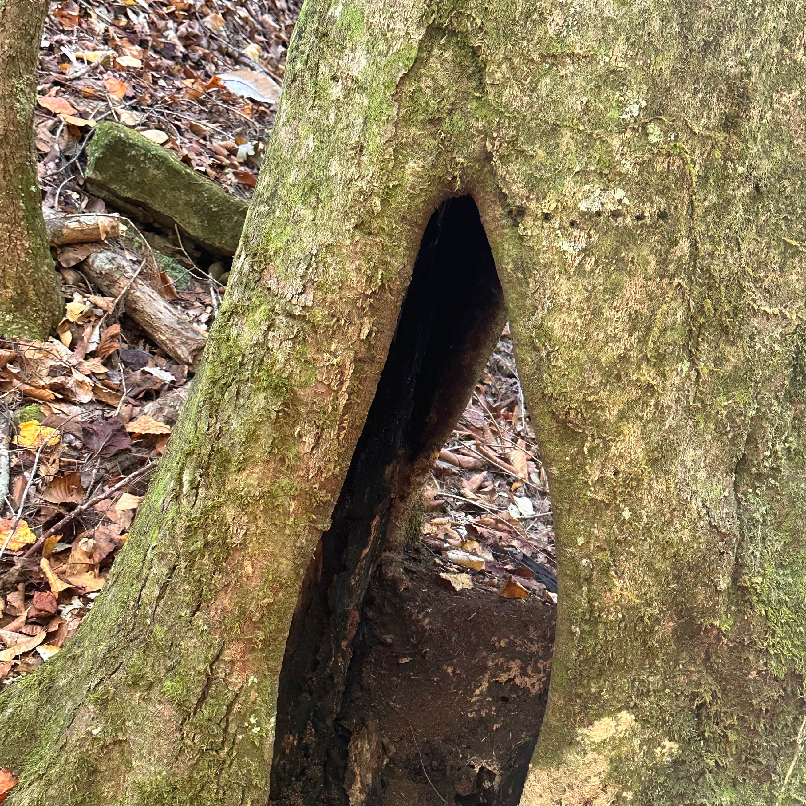 Corinth Recreation Area Camping | Houston, Alabama