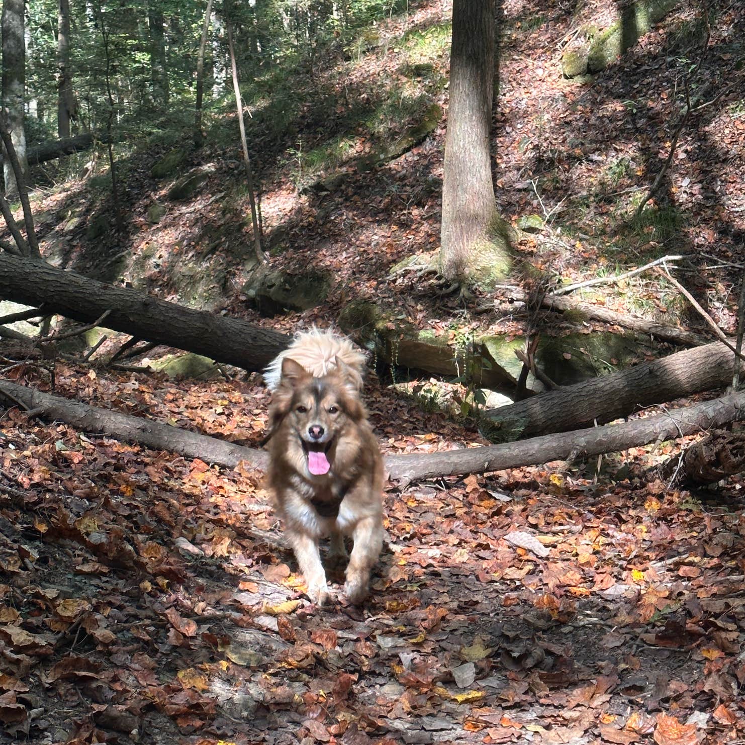 Corinth Recreation Area Camping | Double springs, AL