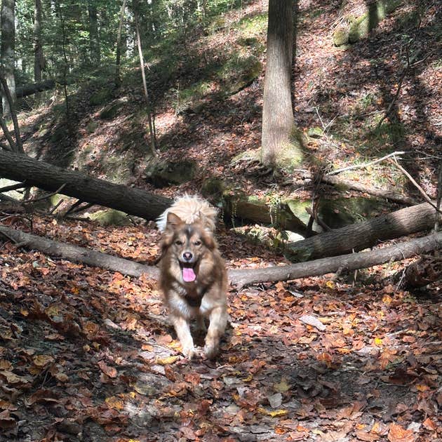 Corinth Recreation Area Camping | Double springs, AL
