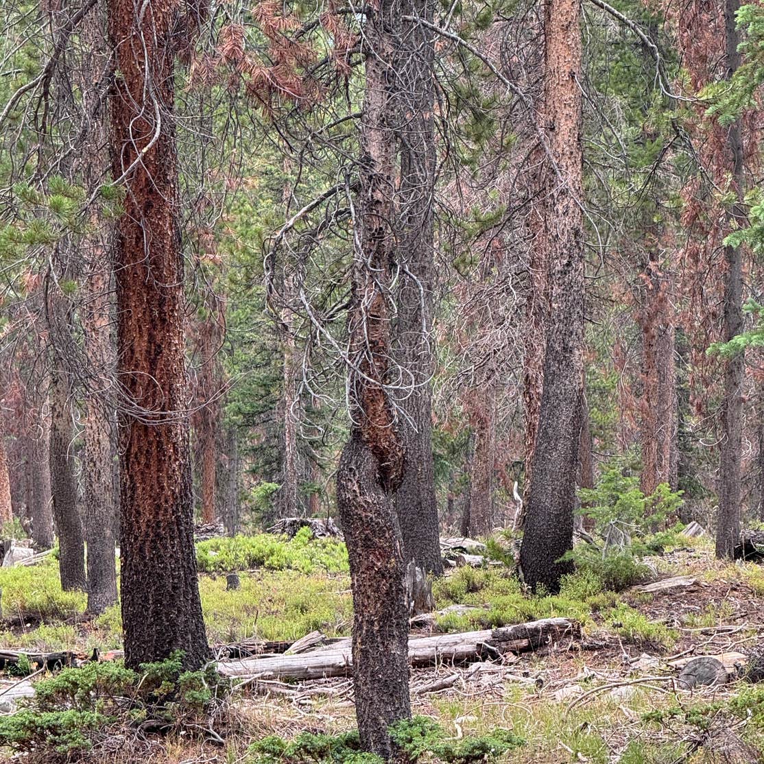 Alexander Lake Backcountry Camping | Kamas, Utah