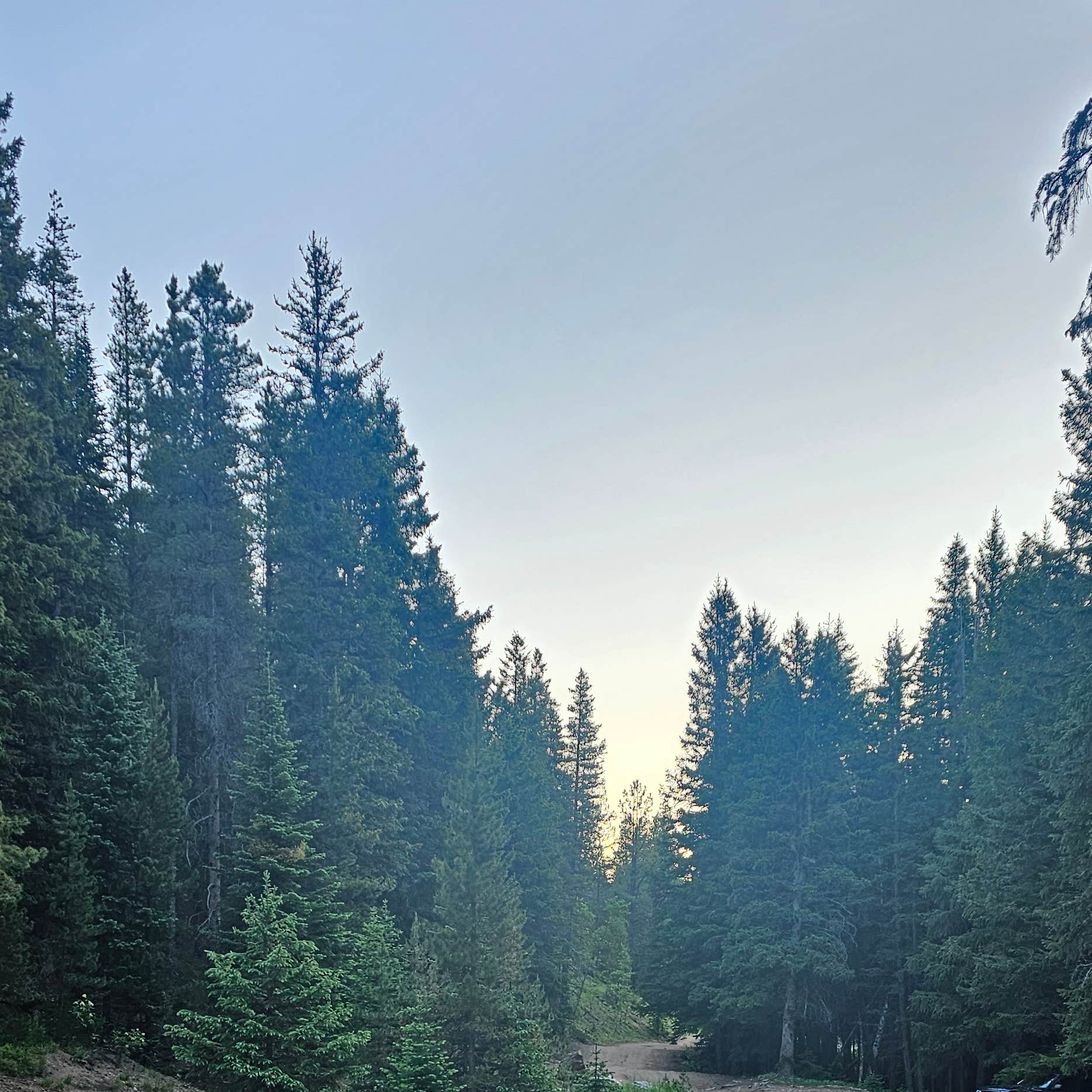 Allenspark Dispersed Camping | Allenspark, Colorado