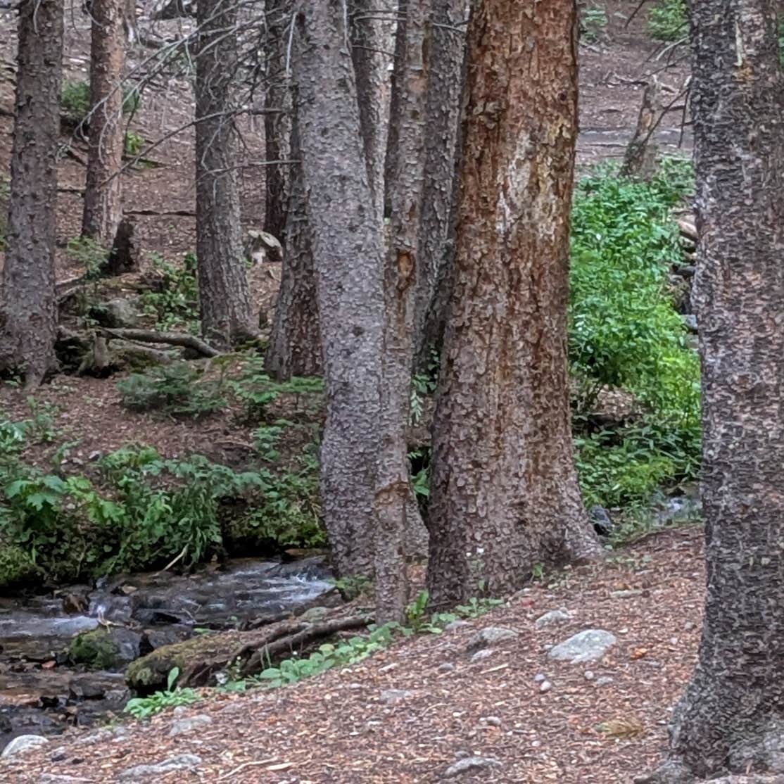 Allenspark Dispersed Camping | Allenspark, Colorado