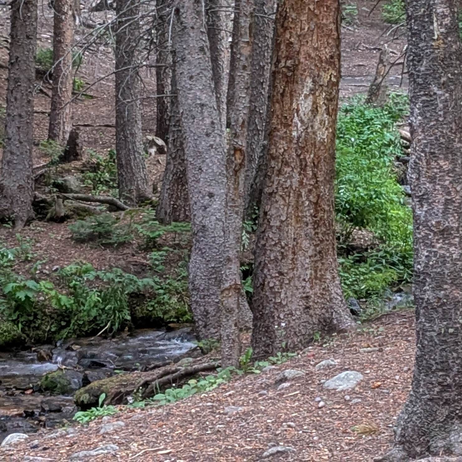 Allenspark Dispersed Camping | Allenspark, Colorado