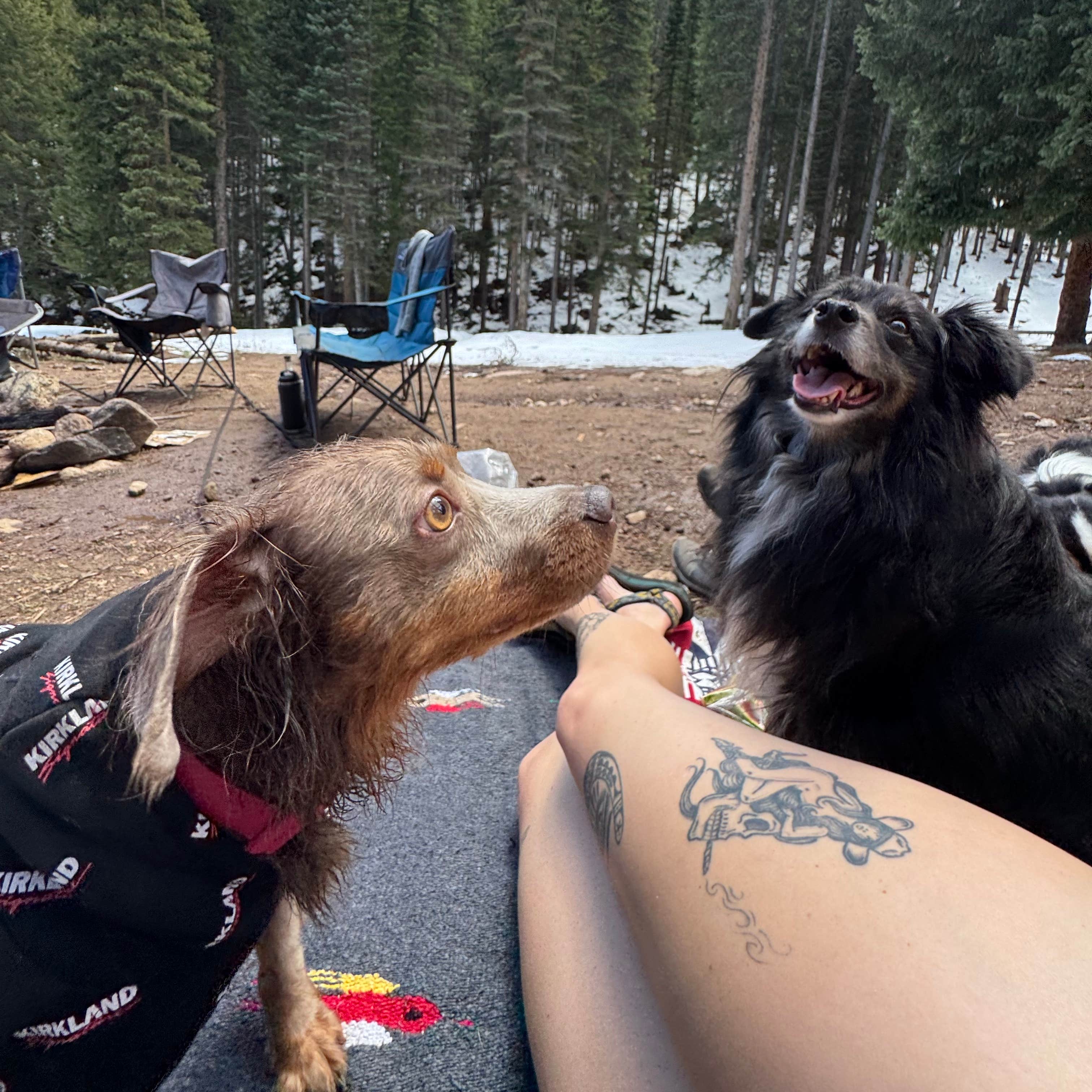 Allenspark Dispersed Camp Spot | Pinewood Springs, Colorado