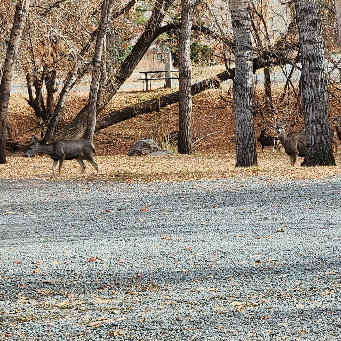 Along The River RV Park & Campground | Ruidoso, New Mexico