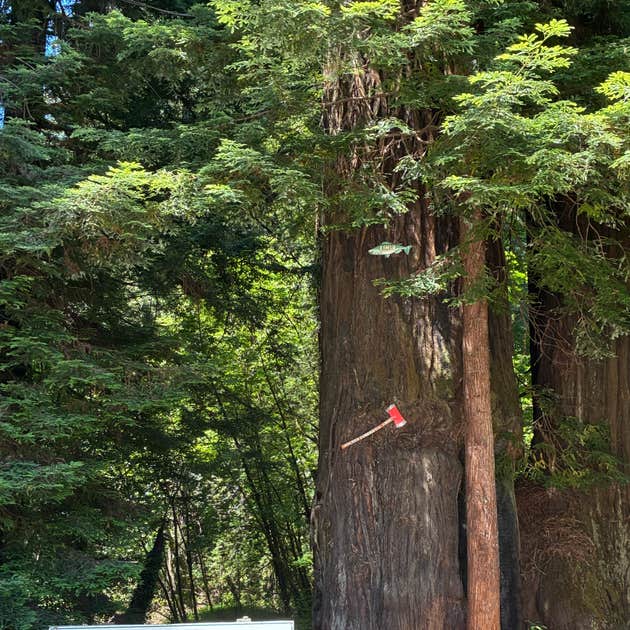 Ancient Redwoods RV Park | Redcrest, California