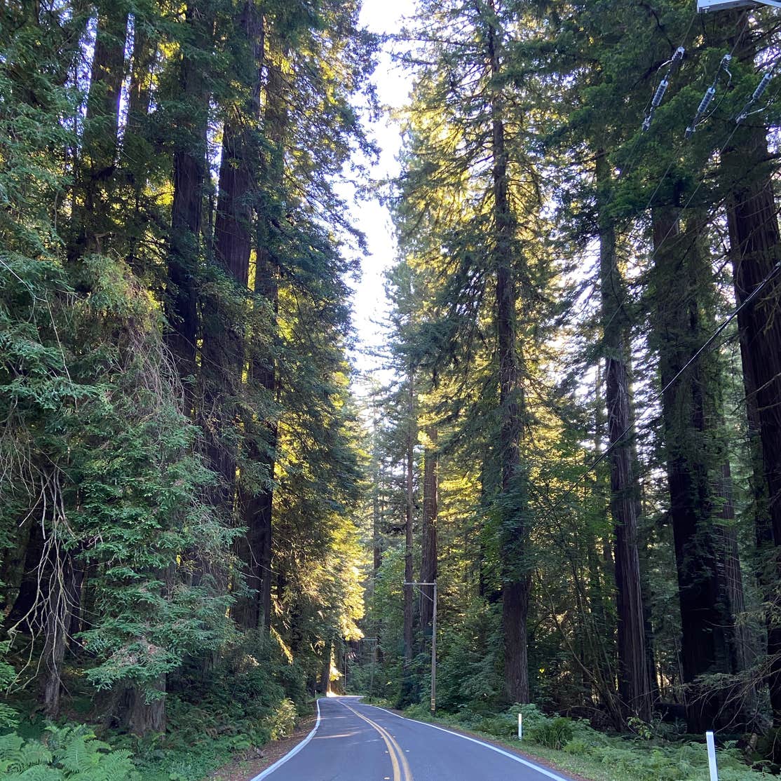 Ancient Redwoods RV Park | Redcrest, California