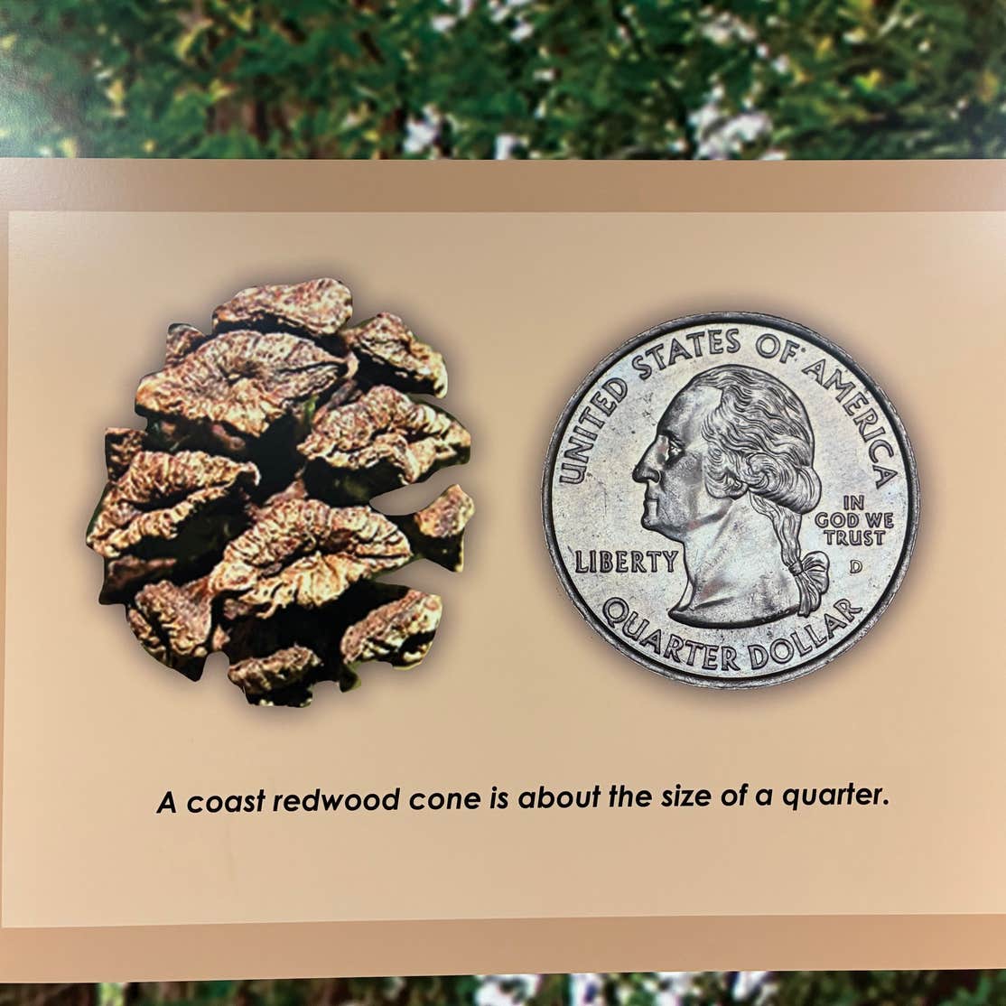 Ancient Redwoods RV Park | Redcrest, California