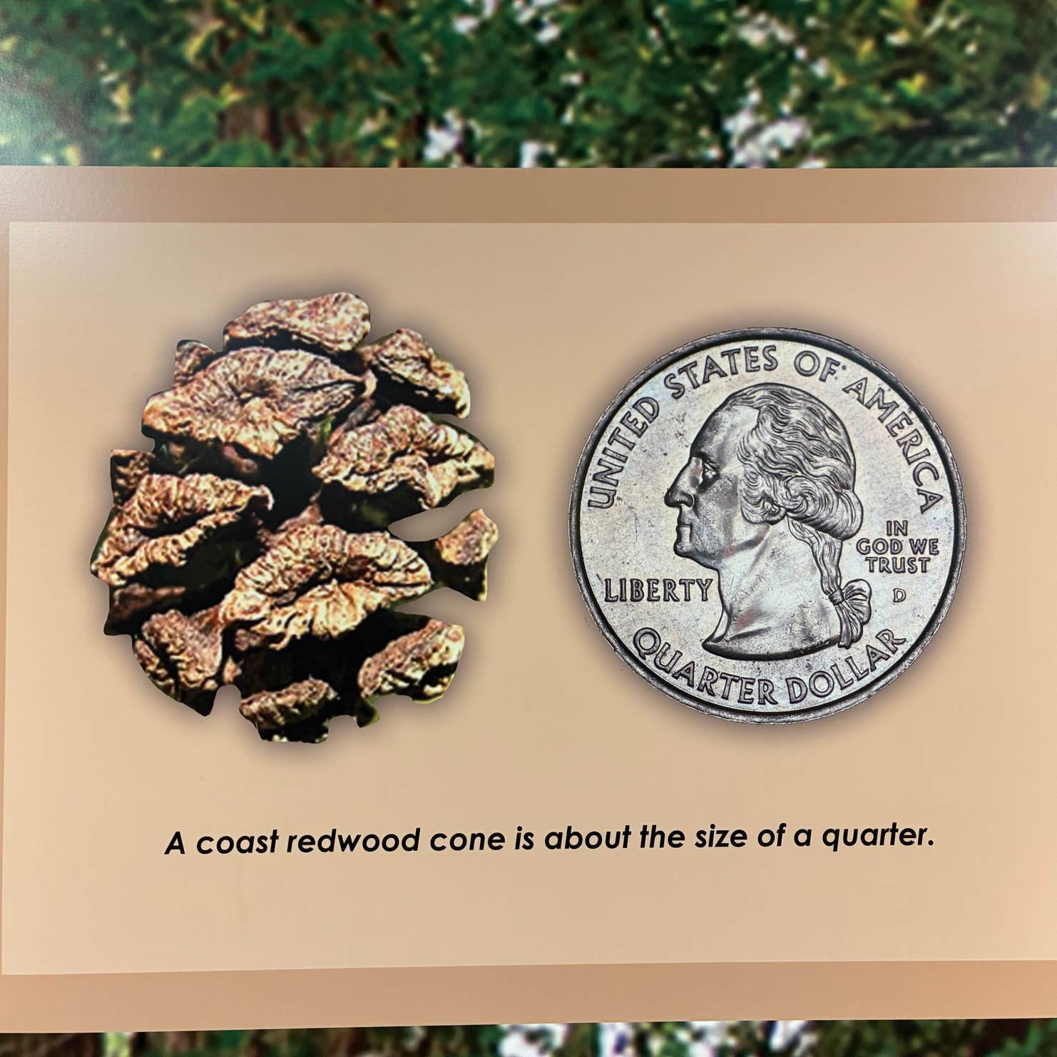 Ancient Redwoods RV Park | Redcrest, California