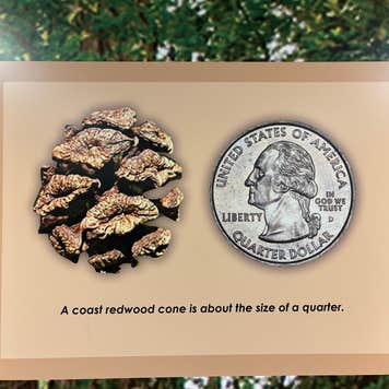 Ancient Redwoods RV Park | Redcrest, California