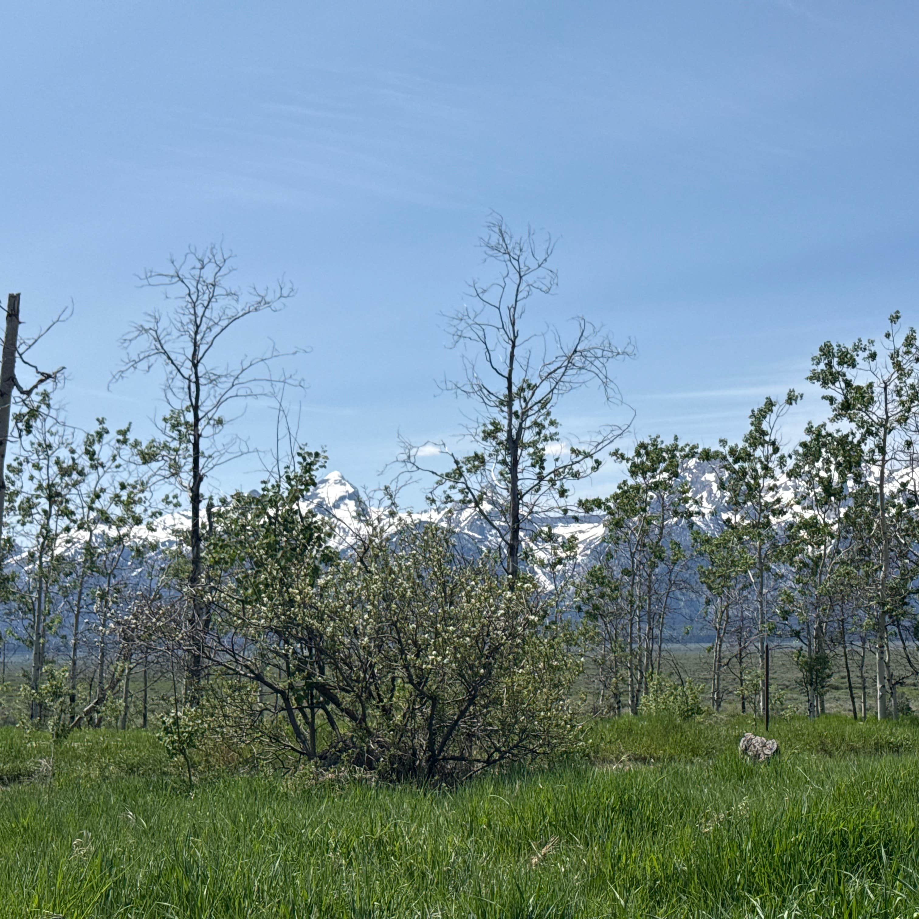 Antelope Springs Designated Dispersed Camping Sites 1-8 | Kelly, Wyoming