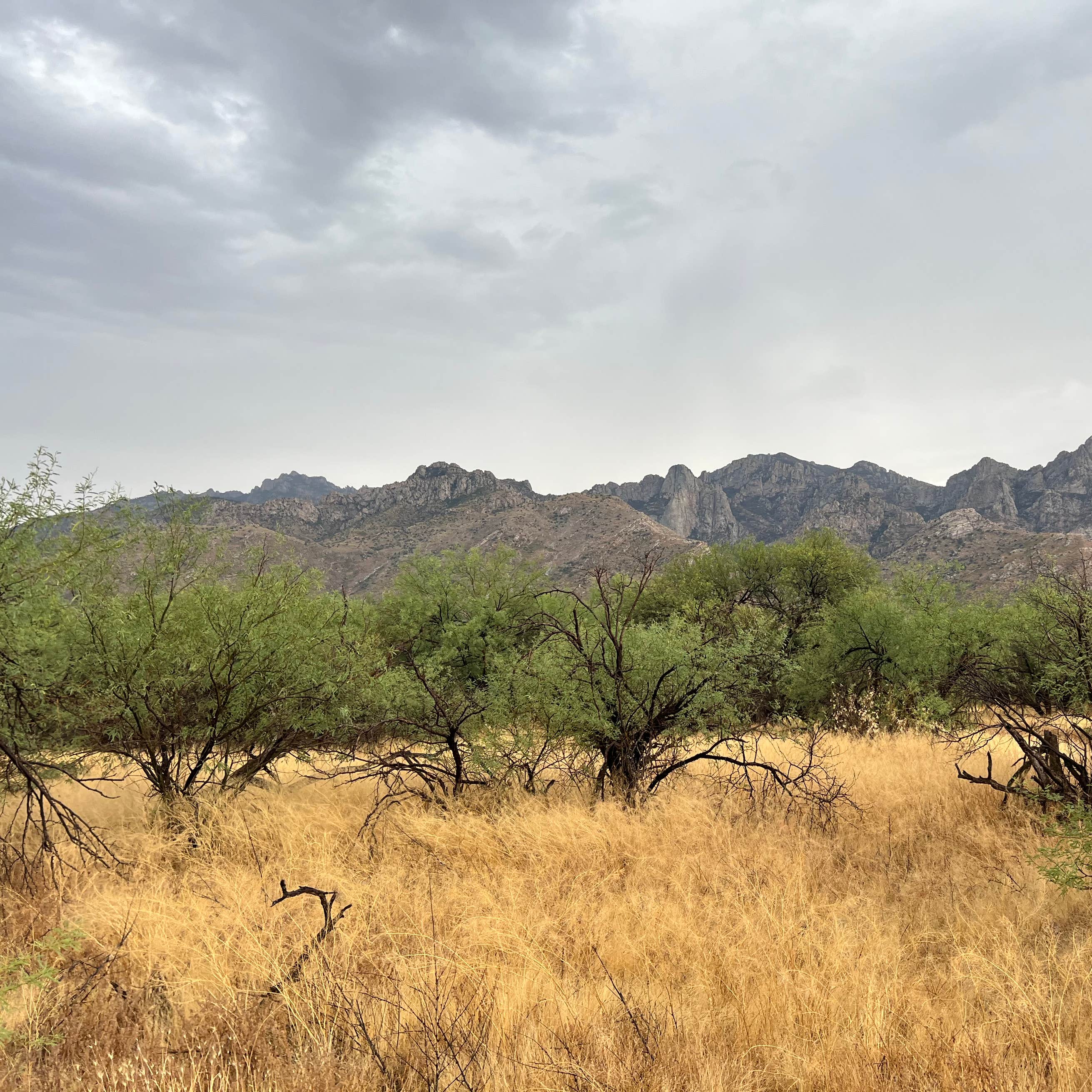 Catalina State Park Campground | Tucson, AZ