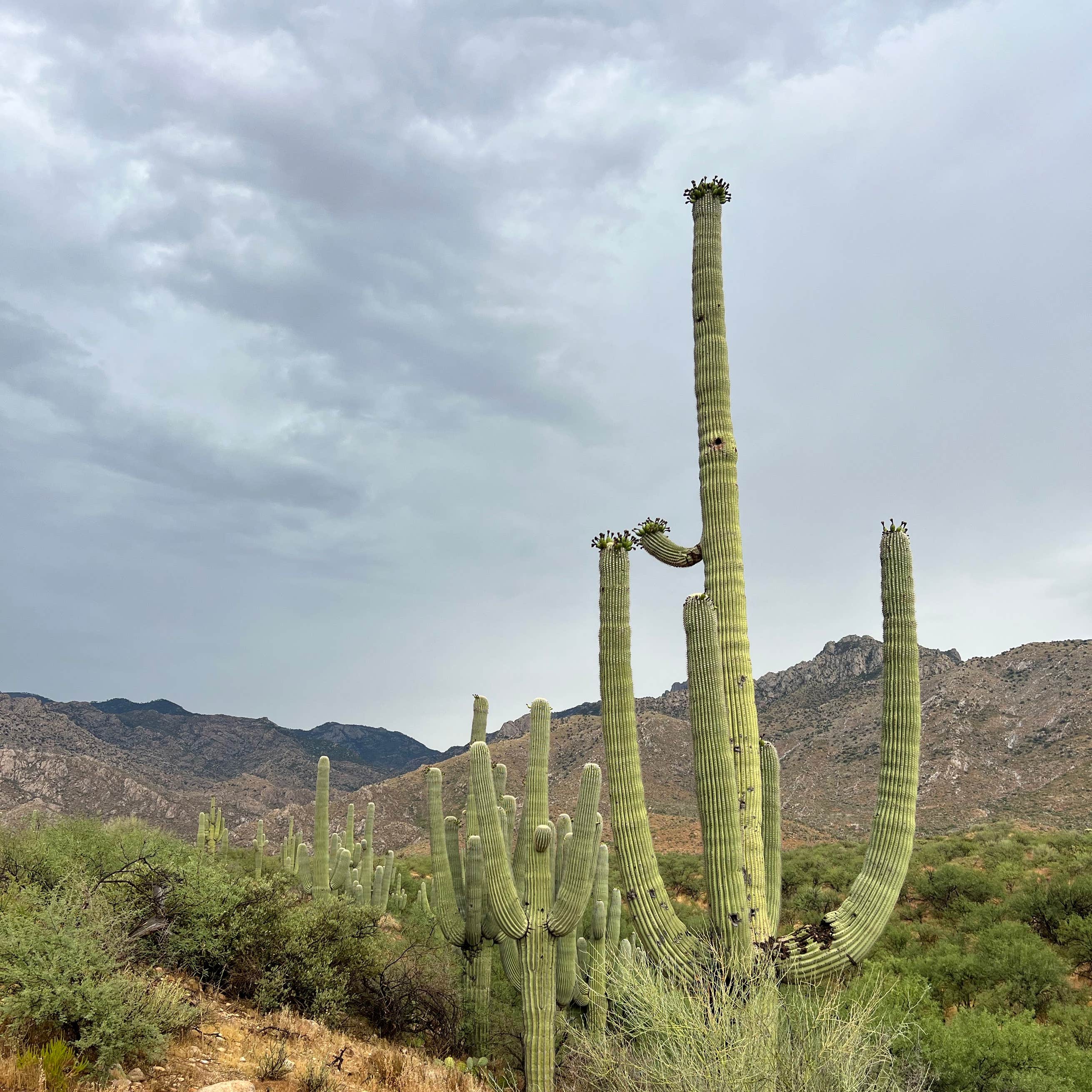 Catalina State Park Campground | Tucson, AZ