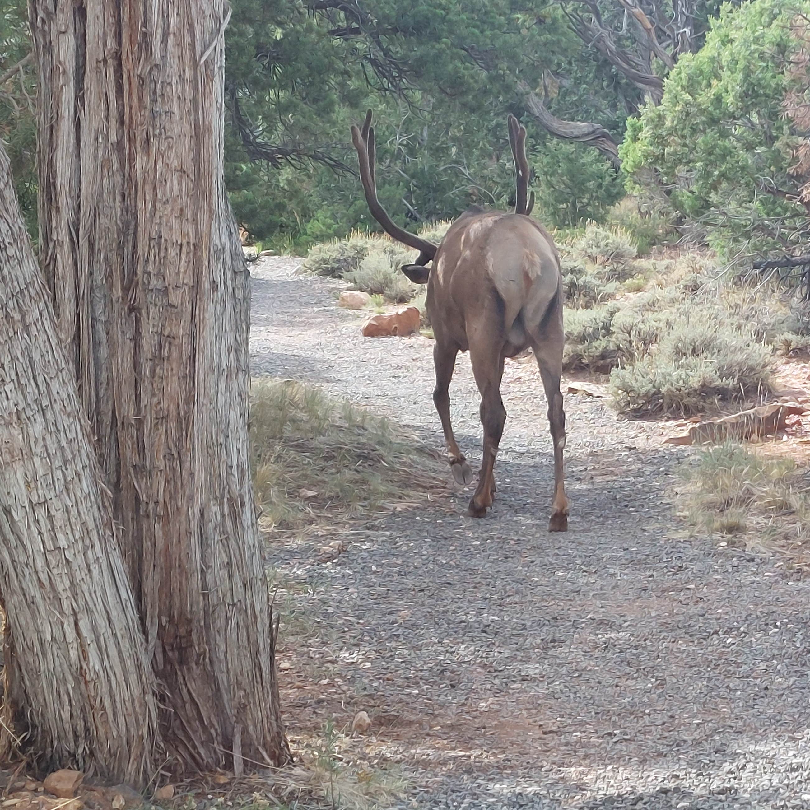 Desert View Campground — Grand Canyon National Park | Grand Canyon, Arizona