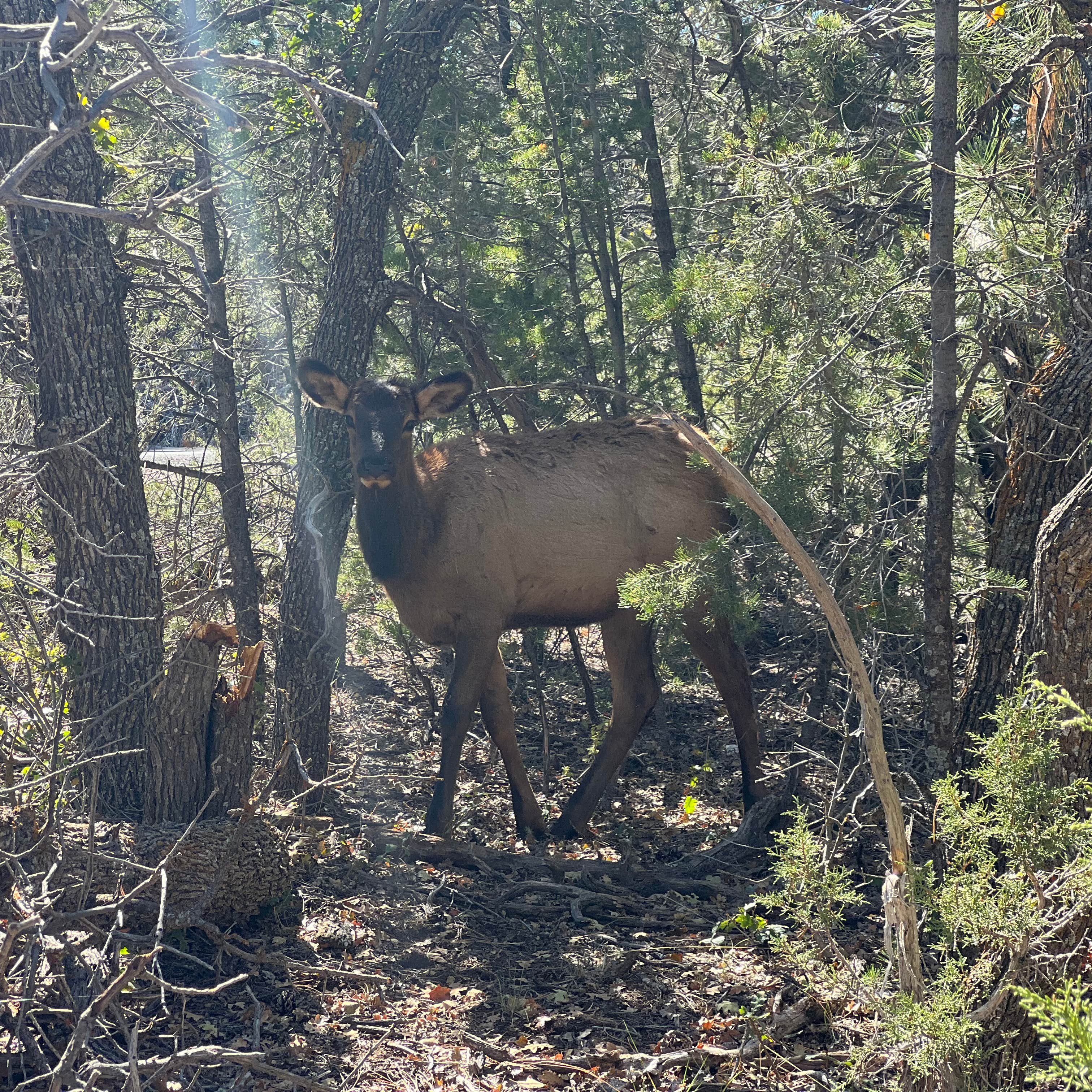 Desert View Campground — Grand Canyon National Park | Grand Canyon, AZ