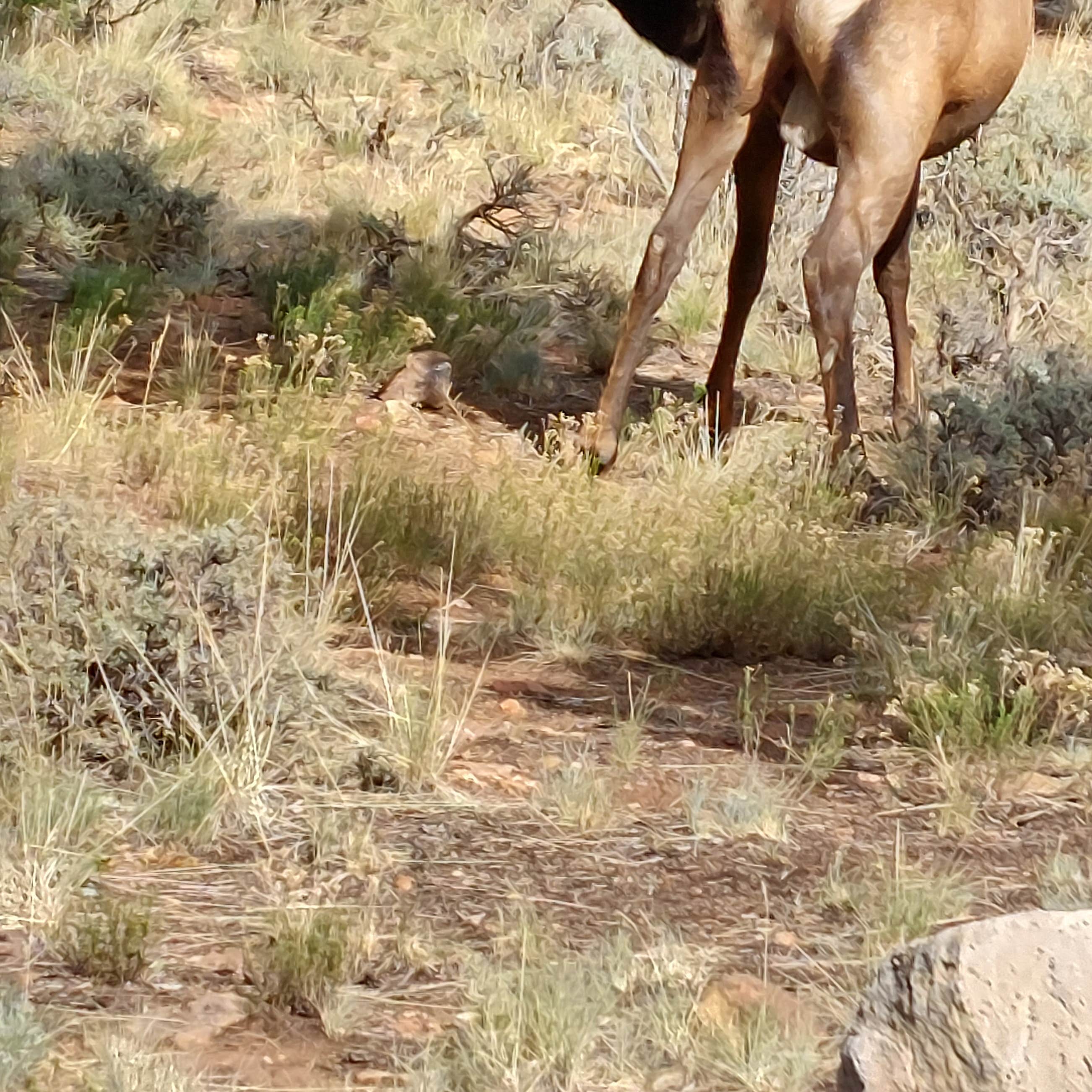 Desert View Campground — Grand Canyon National Park | Grand Canyon, Arizona