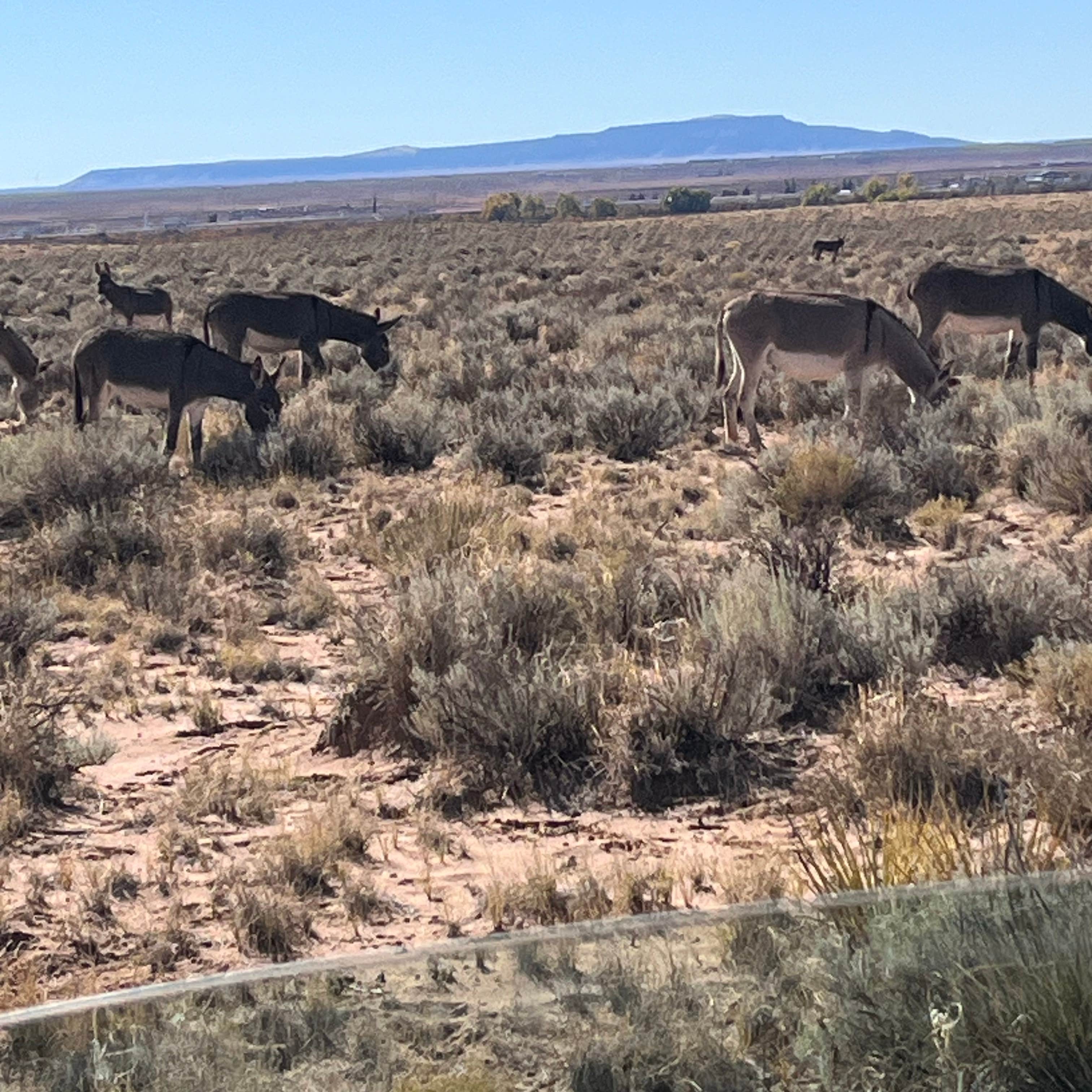 Homolovi State Park Campground | Winslow, Arizona