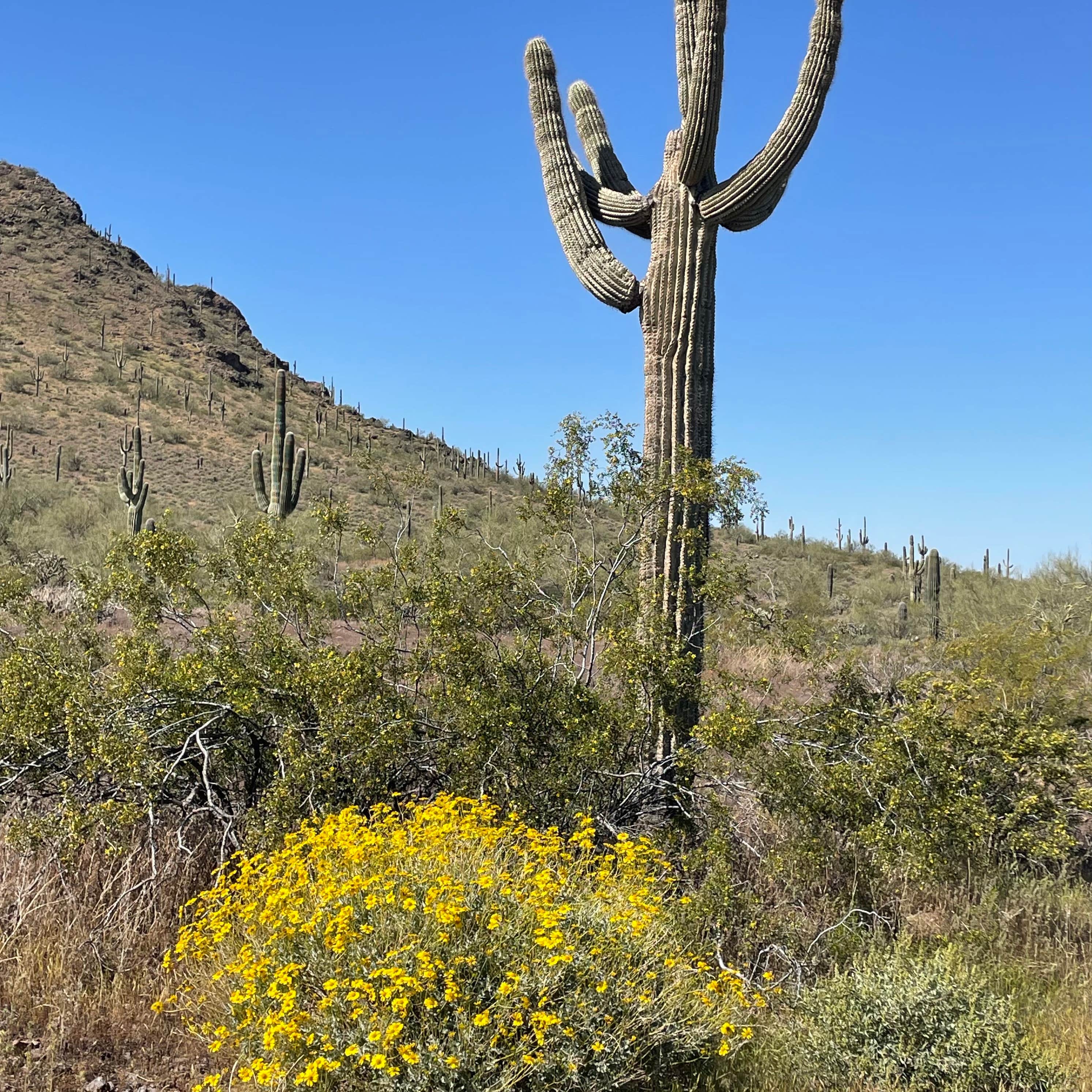 Picacho Peak State Park Campground | Picacho, Arizona