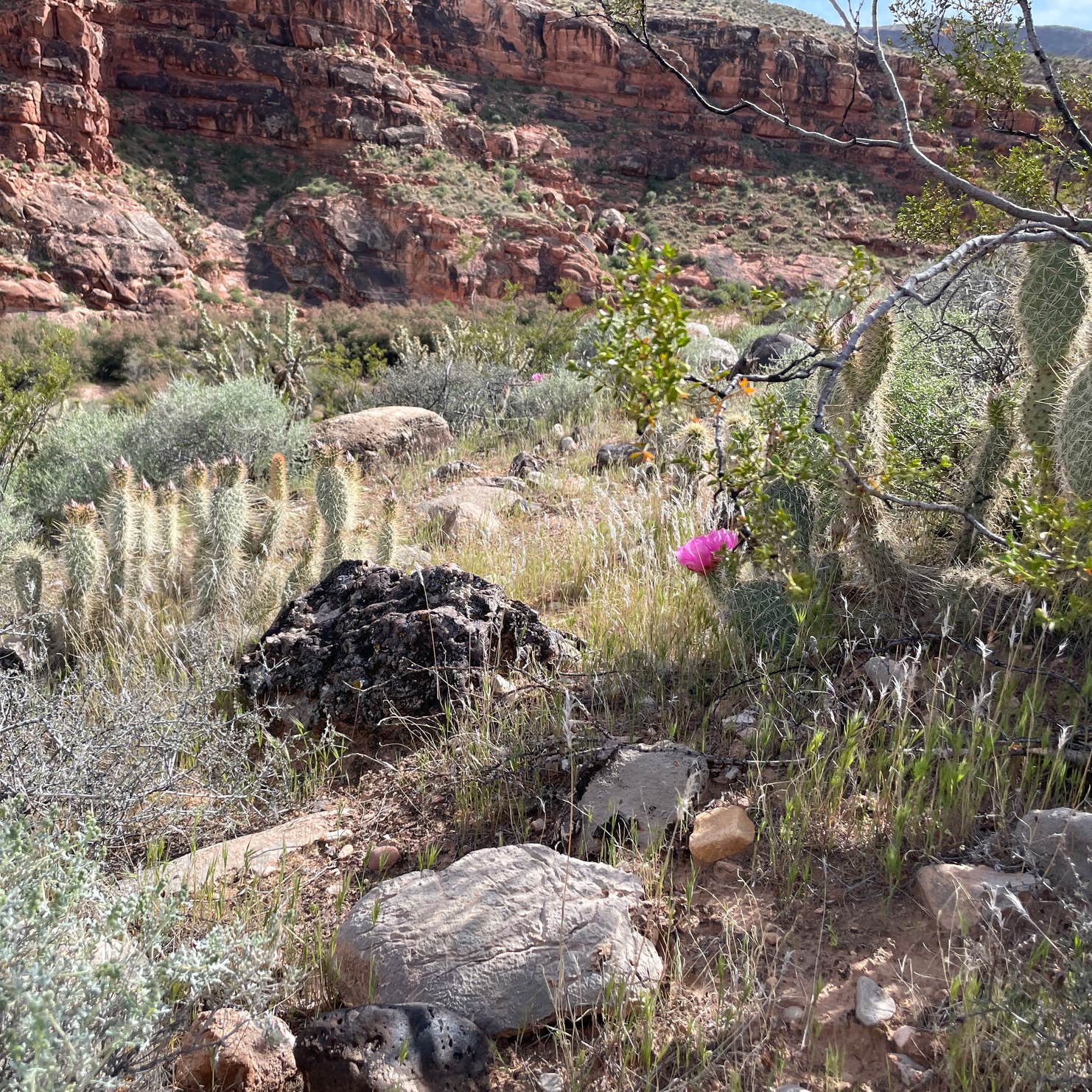 Virgin River Canyon Recreation Area CG Camping | Littlefield, AZ