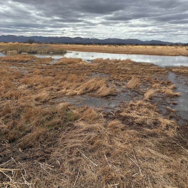 Whitewater Draw Wildlife Area Camping | Elfrida, Arizona