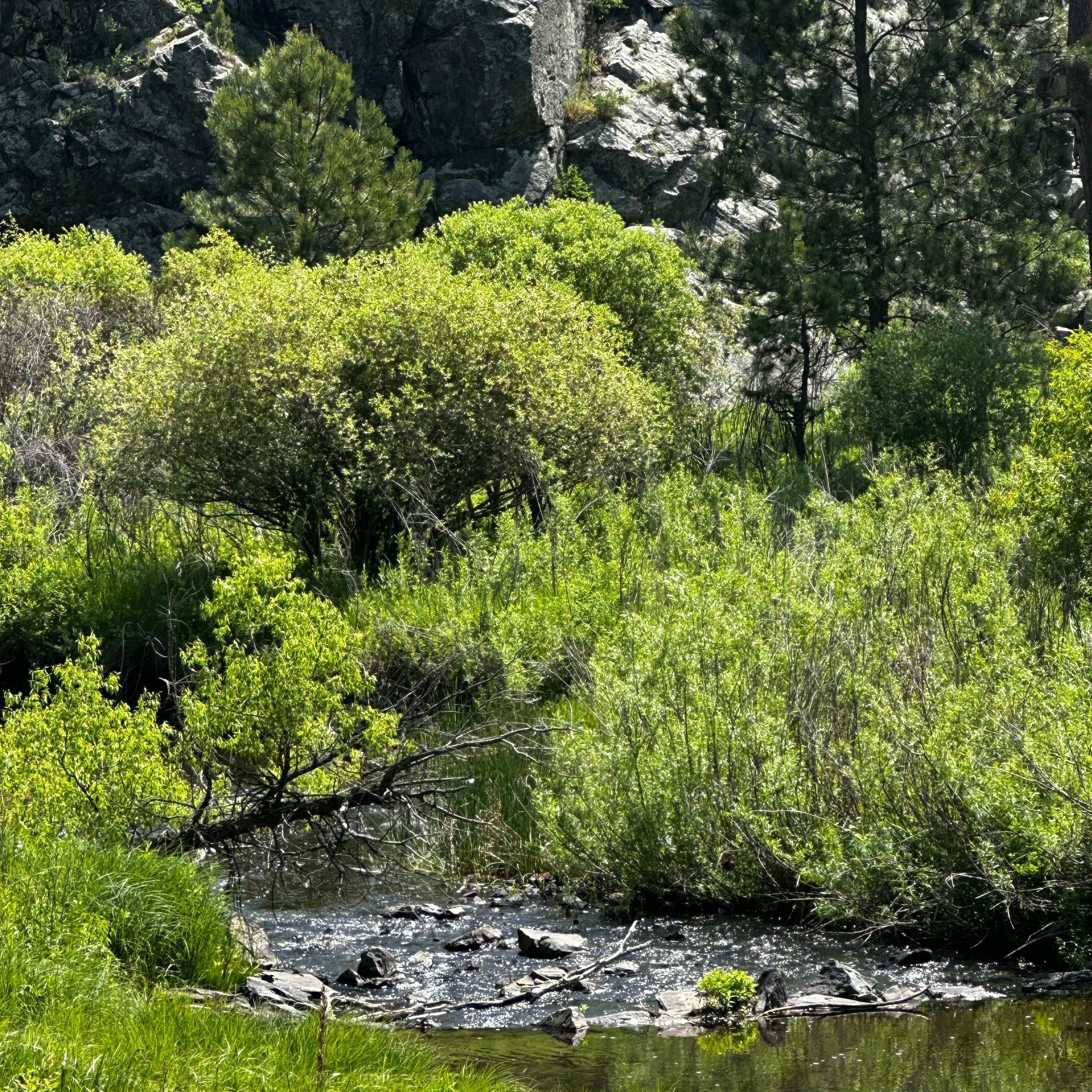 Balsar Gulch Dispersed Camping | Keystone, South Dakota