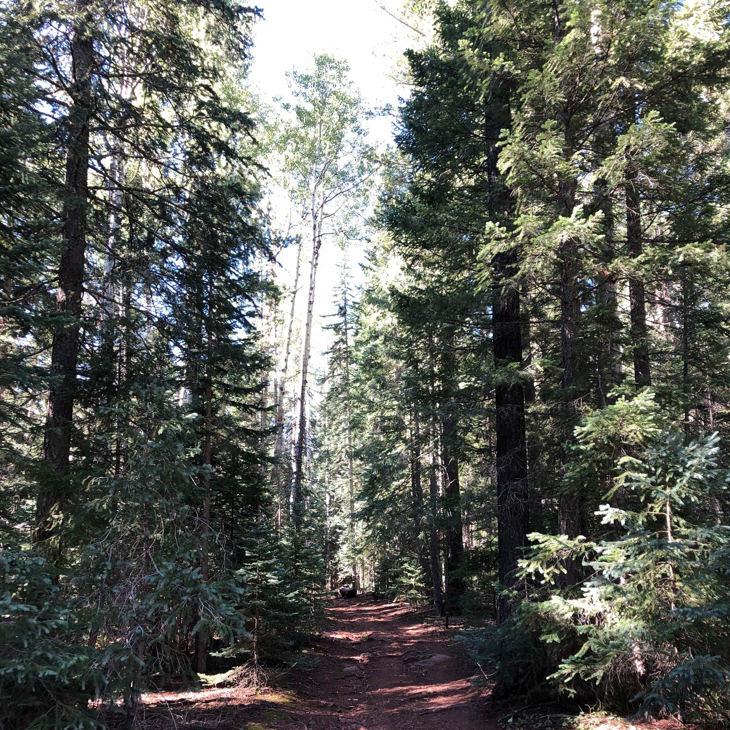 Beehive Spring Camp | Greer, Arizona