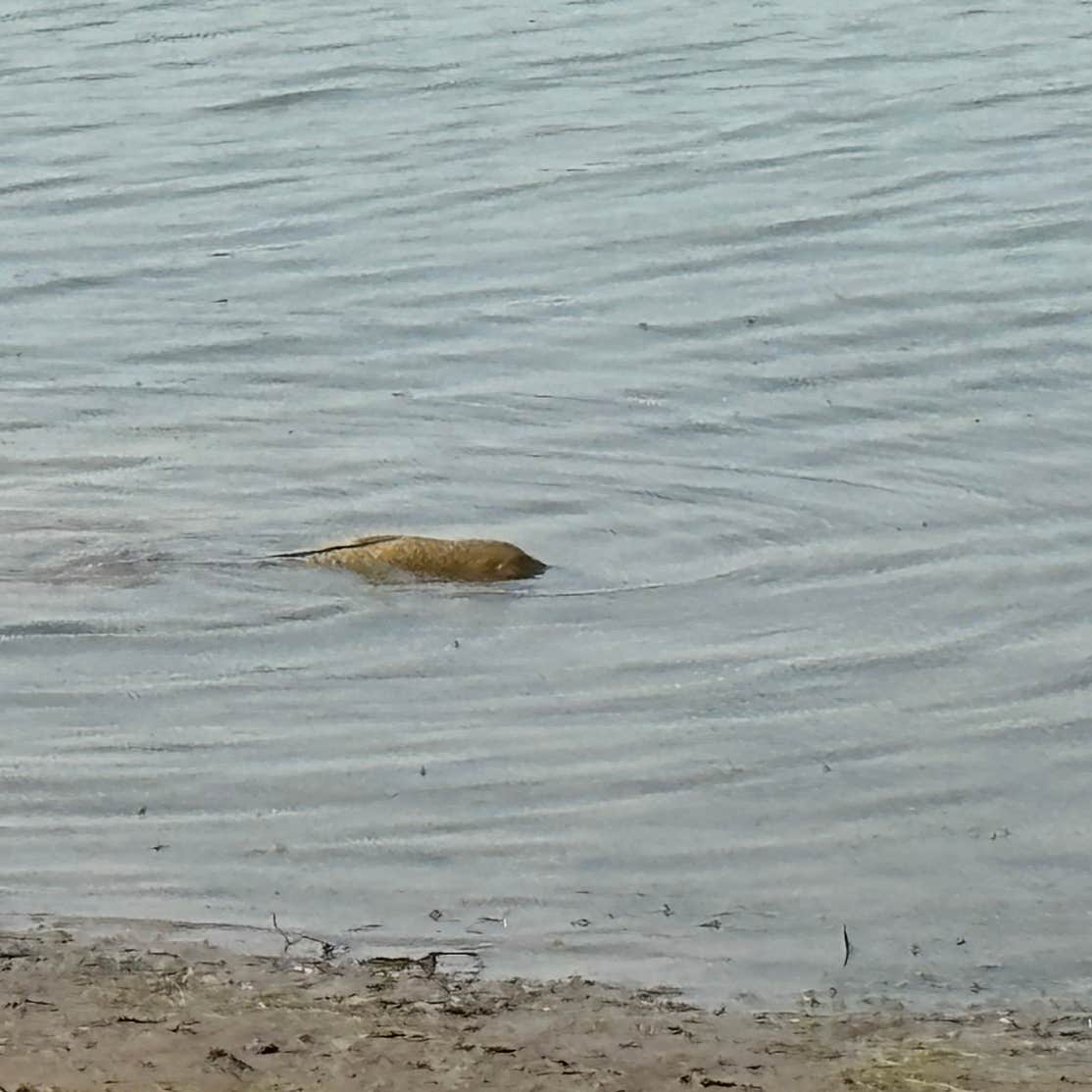 Belle Fourche Reservoir Camping | Belle Fourche, South Dakota