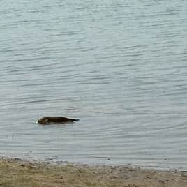 Belle Fourche Reservoir Camping | Belle Fourche, South Dakota