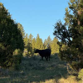 Berry Spring Creek Camping | Panguitch, Utah
